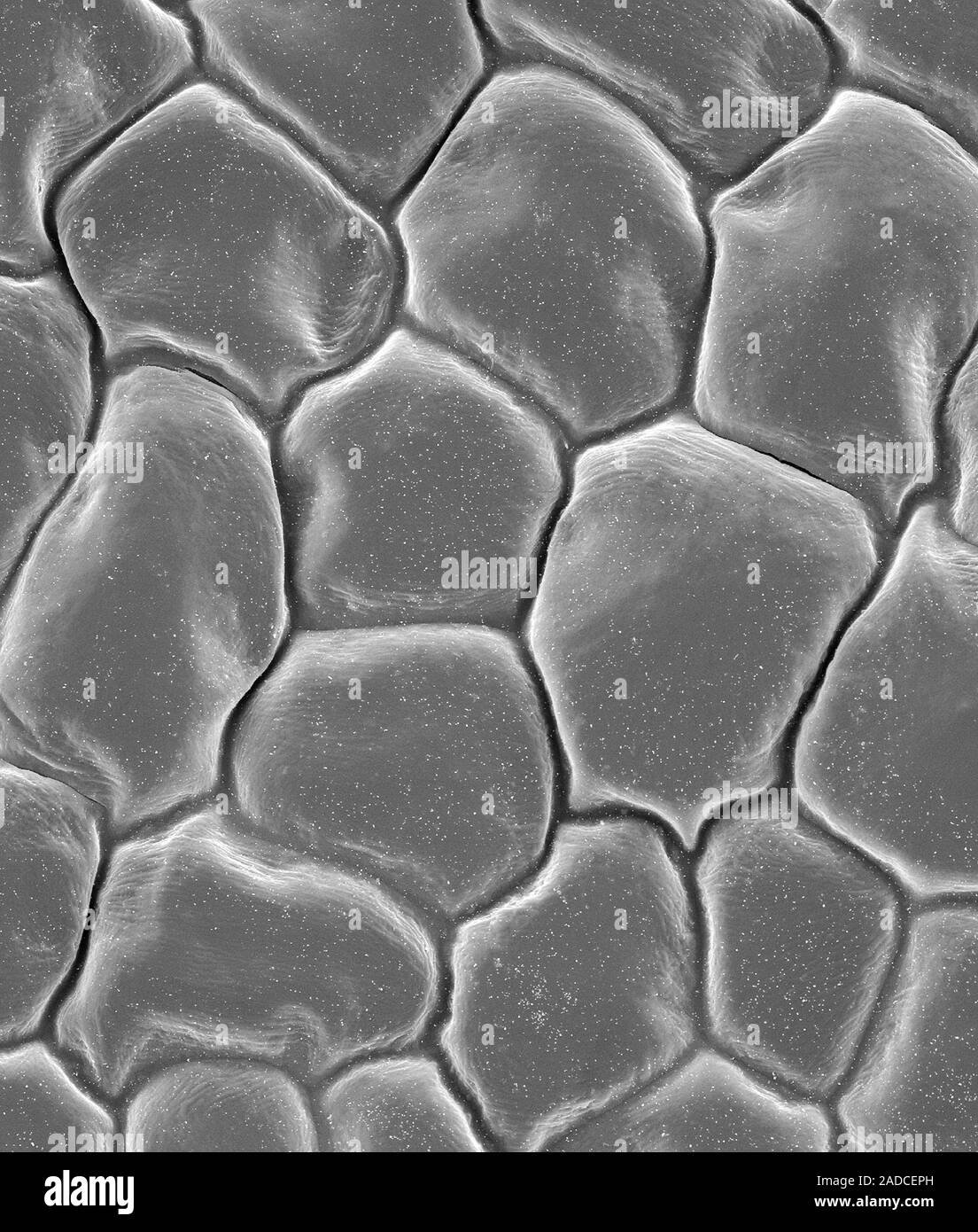 Orchid petal surface (Dendrobium sp), scanning electron micrograph (SEM ...