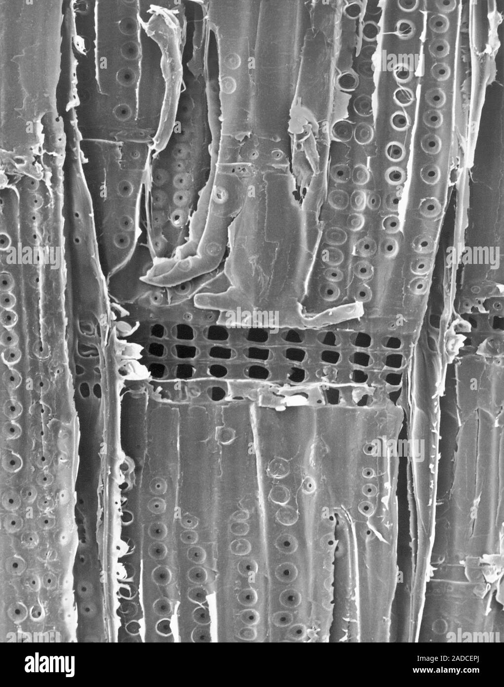 Pine wood (longitudinal section; Pinus sp), scanning electron ...