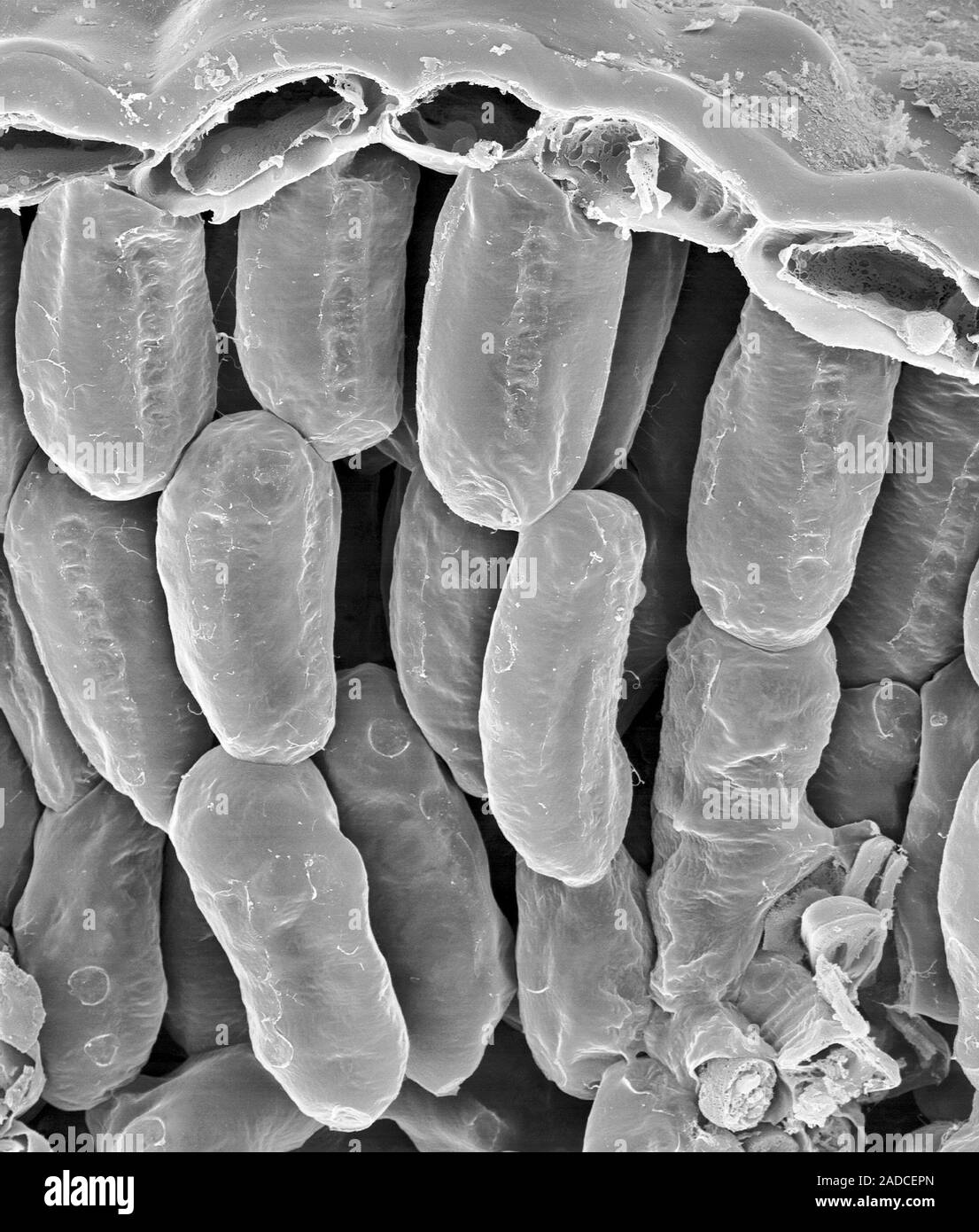 Rosemary leaf cross section (Rosmarinus officinalis), scanning electron ...