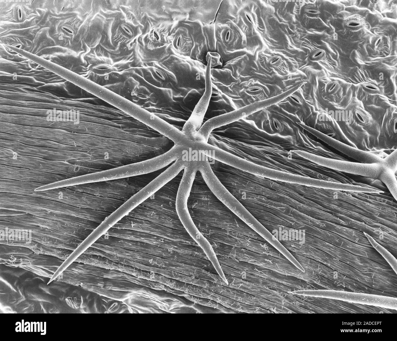 Hibiscus sp, scanning electron micrograph (SEM). leaf (underside) with ...
