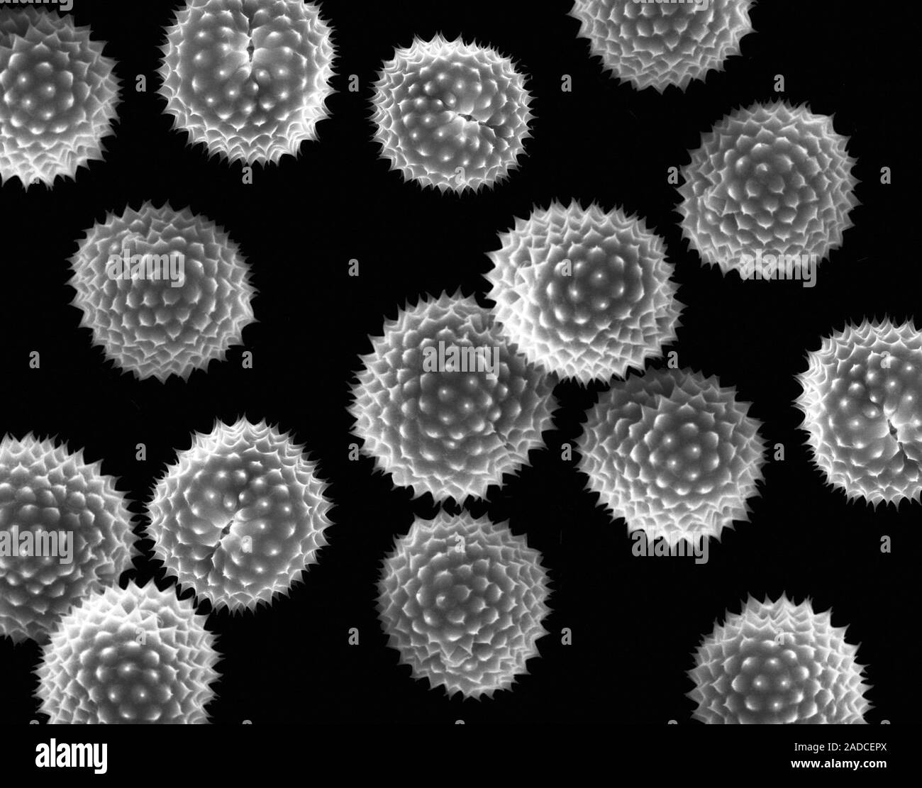 Ragweed pollen (Ambrosia artemisiifolia), scanning electron micrograph ...