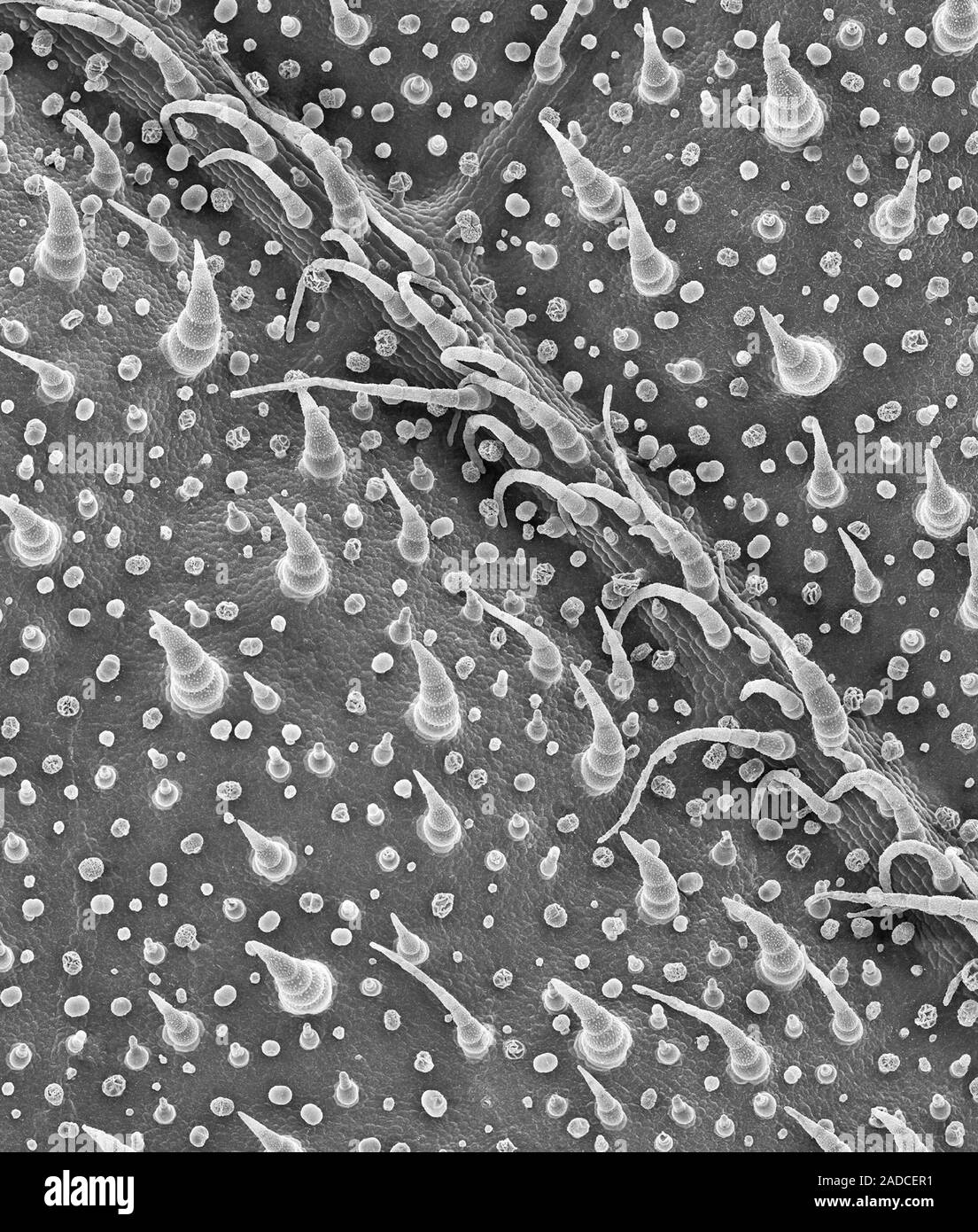 Leaf surface trichomes (Salvia divinorum), scanning electron micrograph ...