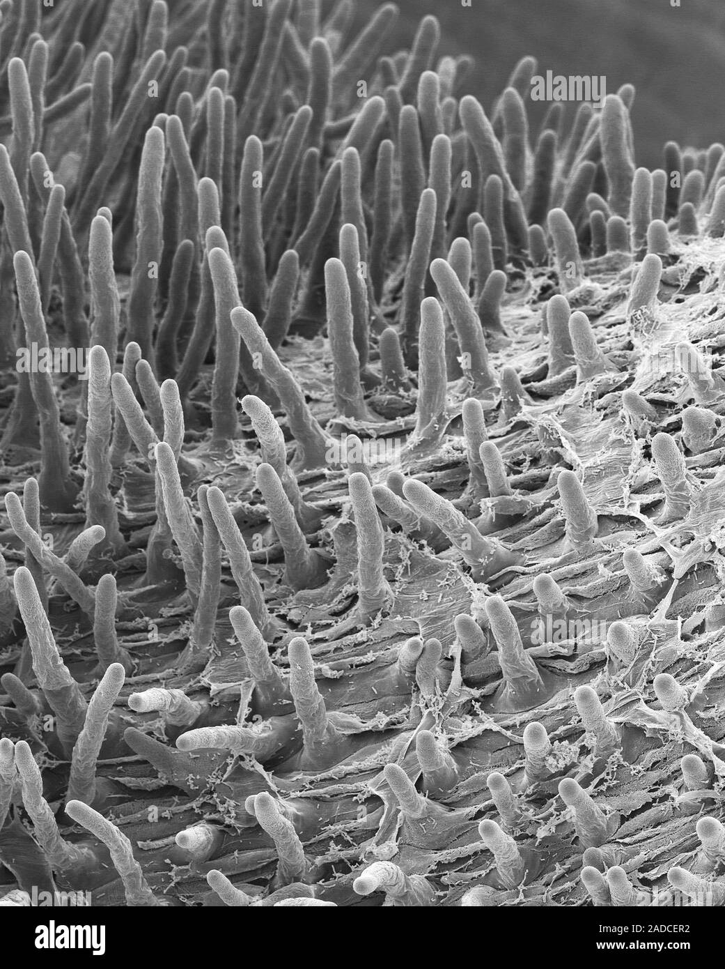 Radish seed germination (Raphanus sativus), scanning electron ...