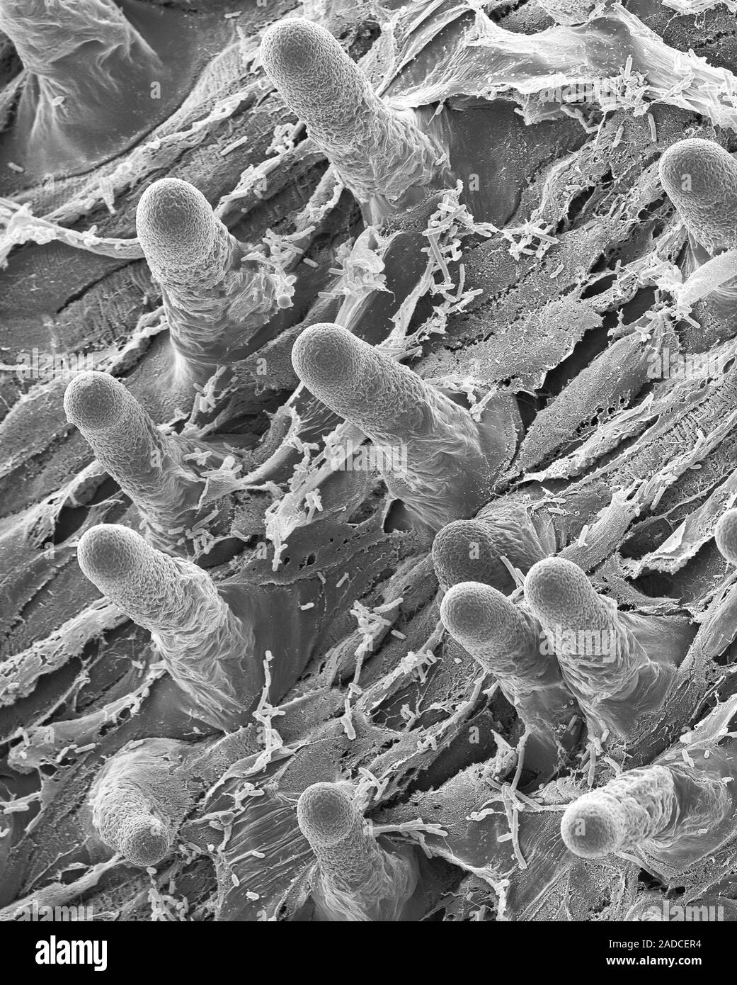 Radish seed germination (Raphanus sativus), scanning electron ...