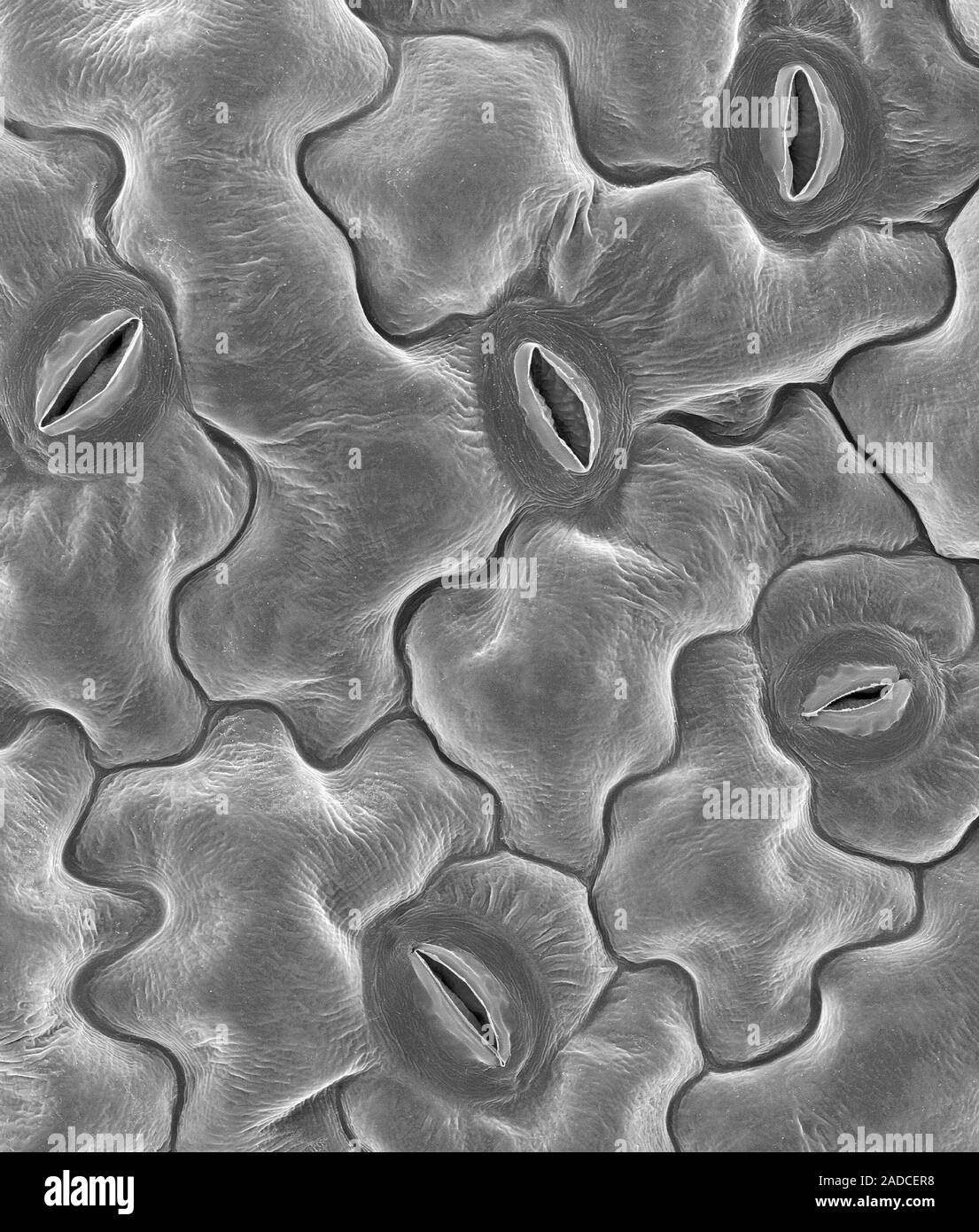 Leaf surface stomata from Arabidopsis sp, scanning electron micrograph ...