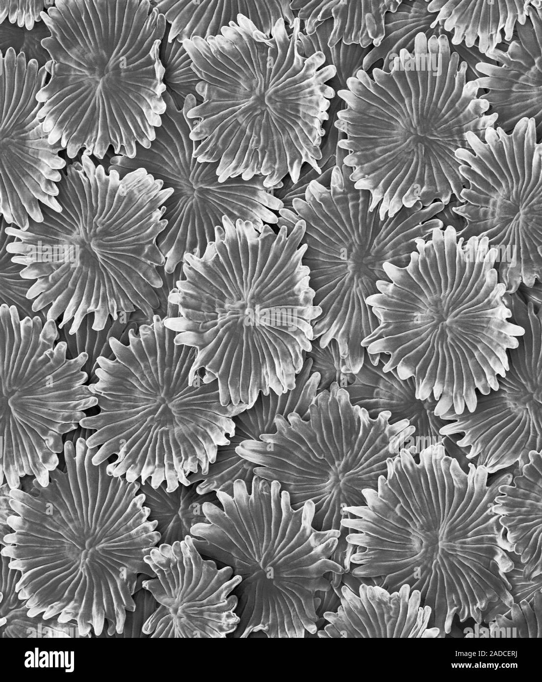 Olive tree leaf trichomes (Olea europaea), scanning electron micrograph ...