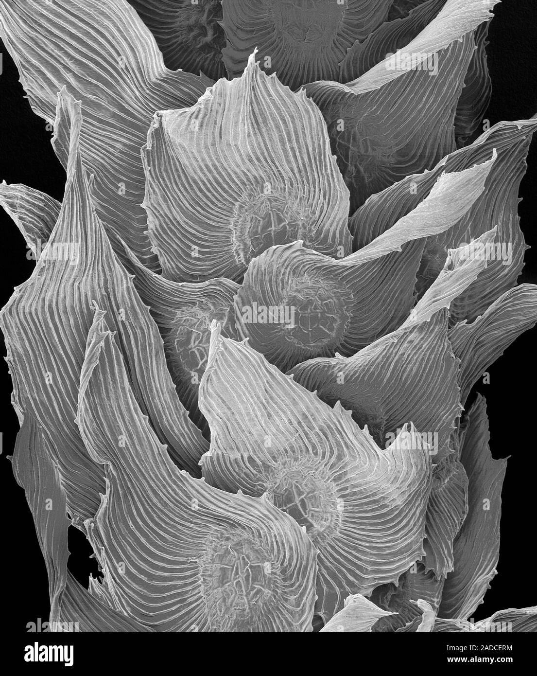 Spanish moss thallus (Tillandsia usneoides), scanning electron ...