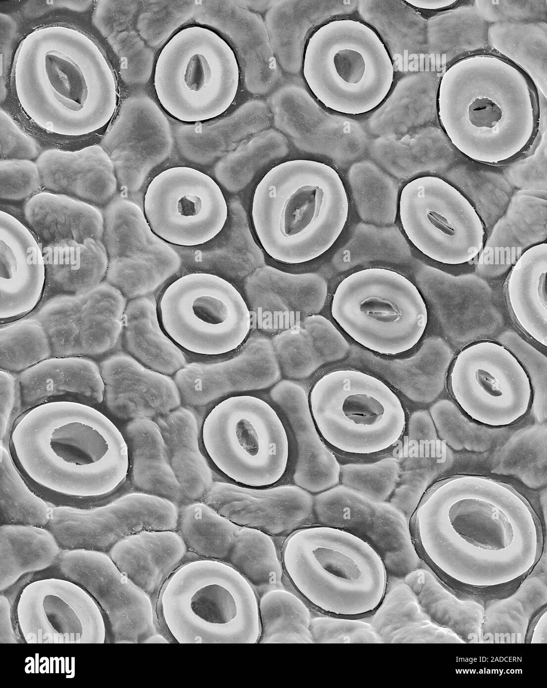Leaf surface stomata from the Ohia Lehua tree (Metrosideros polymorpha ...