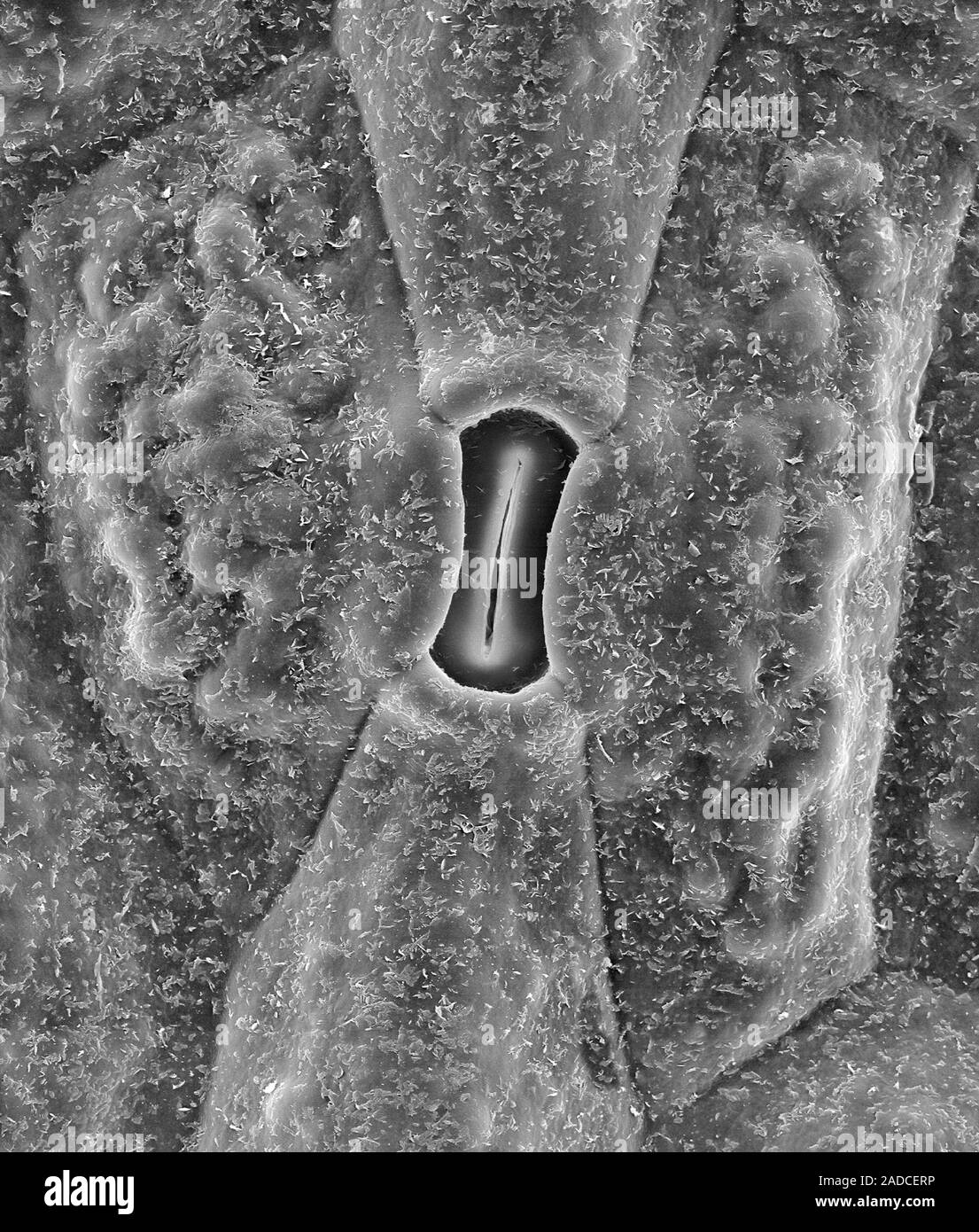 Stem surface of a prickly pear cactus (Opuntia spp.) showing a sunken ...