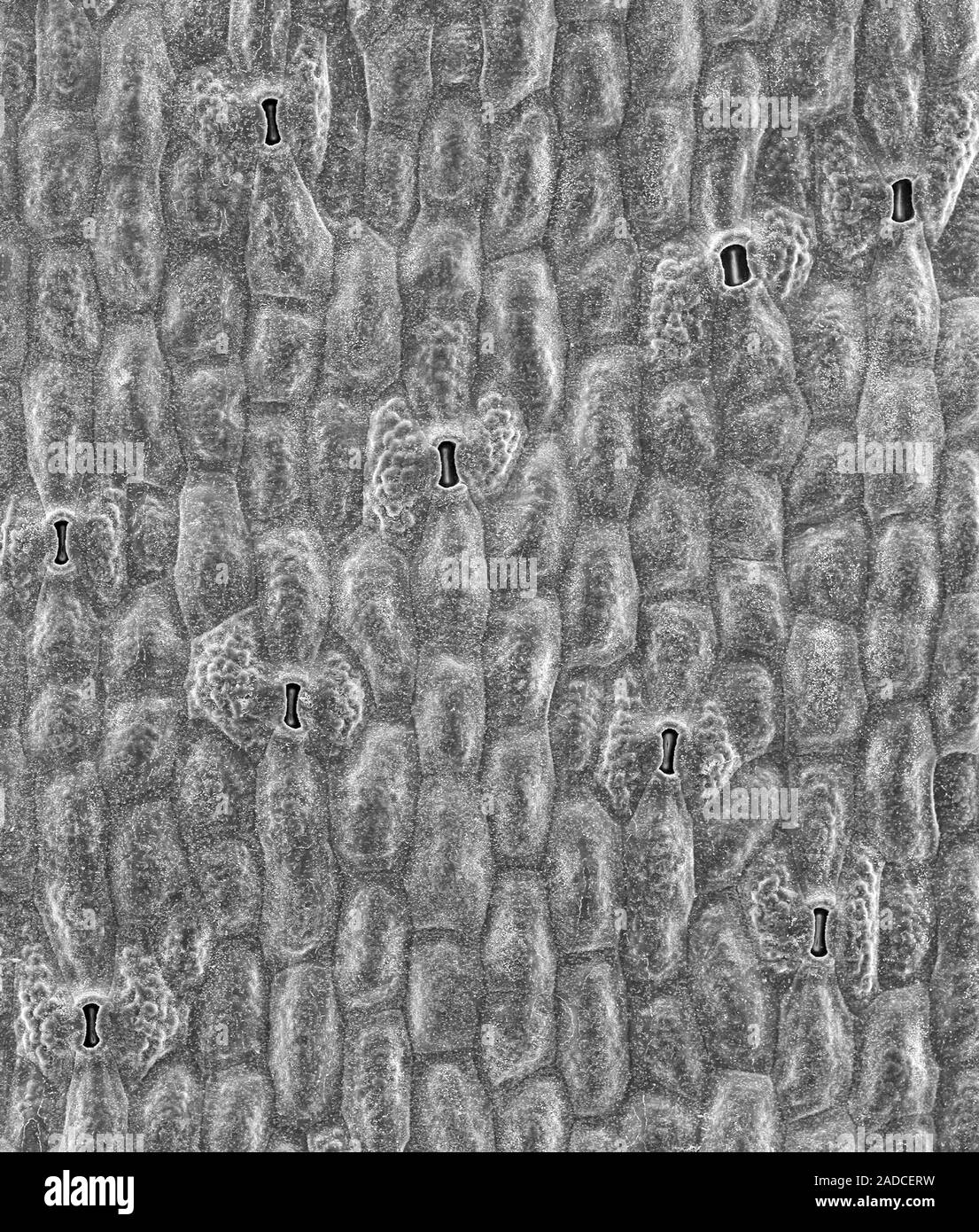 Stem surface of a prickly pear cactus (Opuntia spp.) showing sunken ...