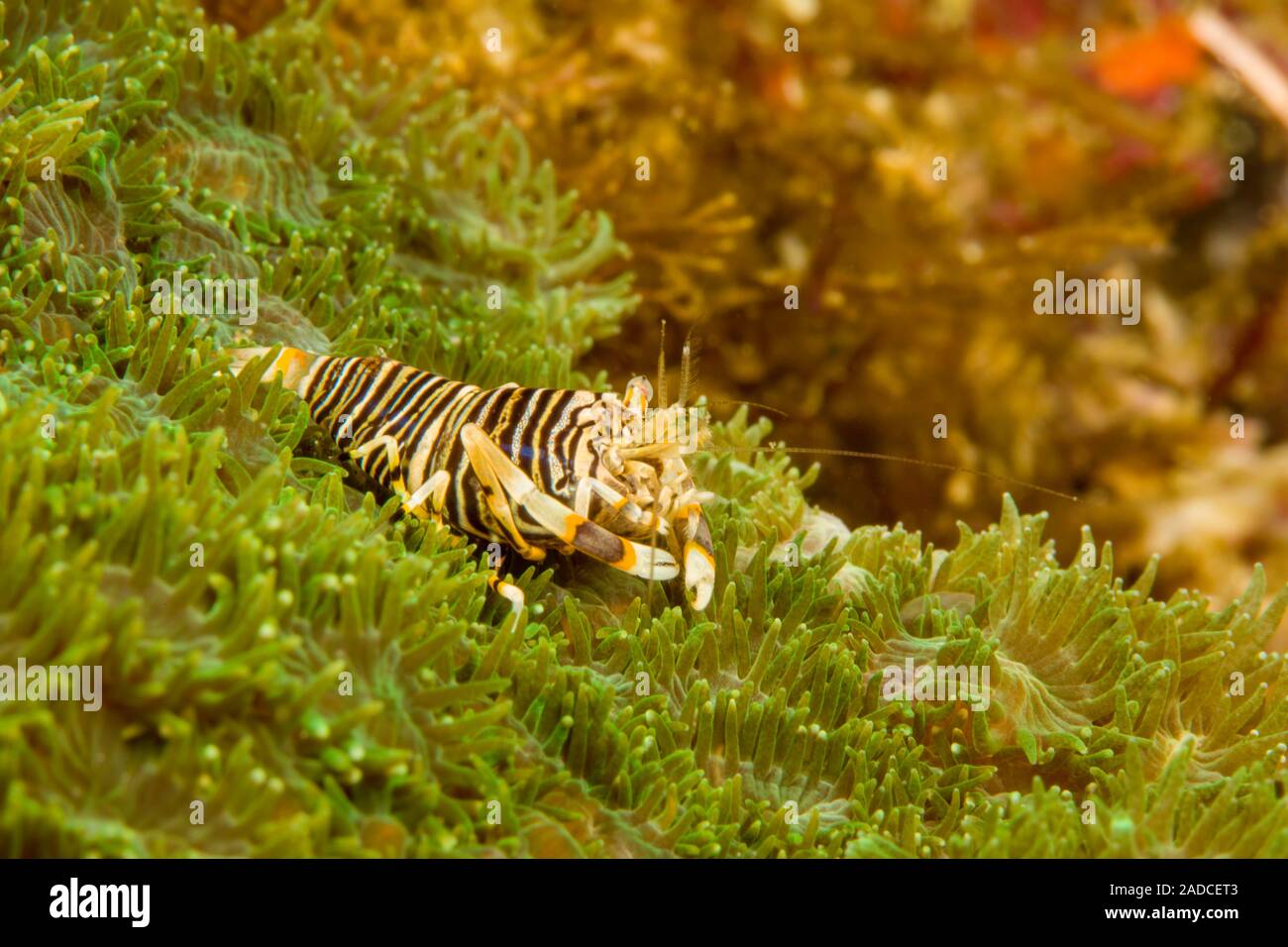 The bumblebee shrimp, Gnathophyllum americanum, is similar in ...