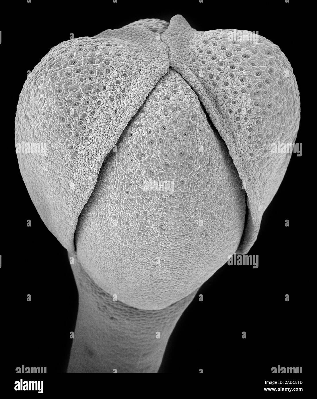 Floret of a broccoli head (Brassica oleracea italica), scanning ...