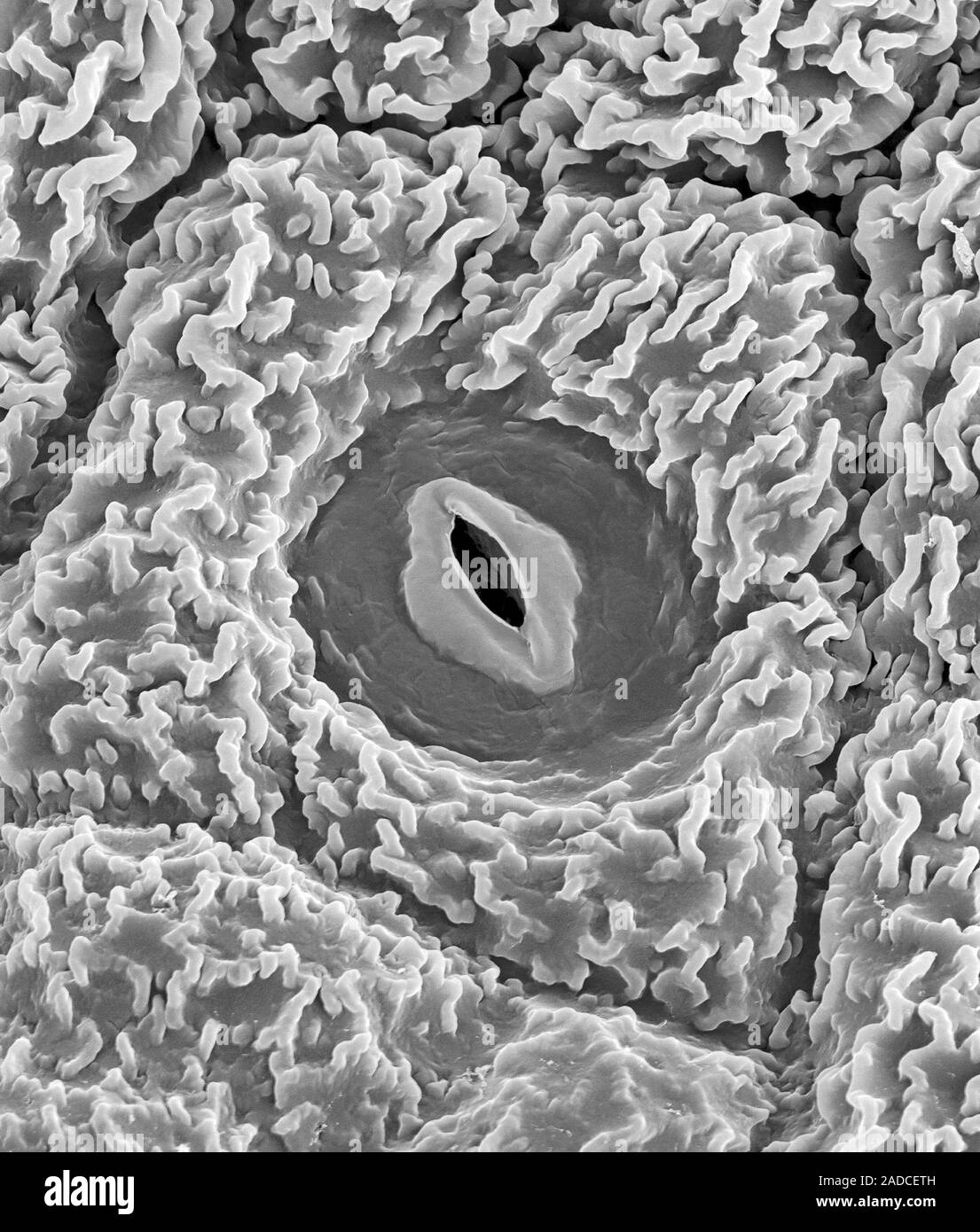 Differentiating meristem region of a broccoli flower bud (Brassica ...