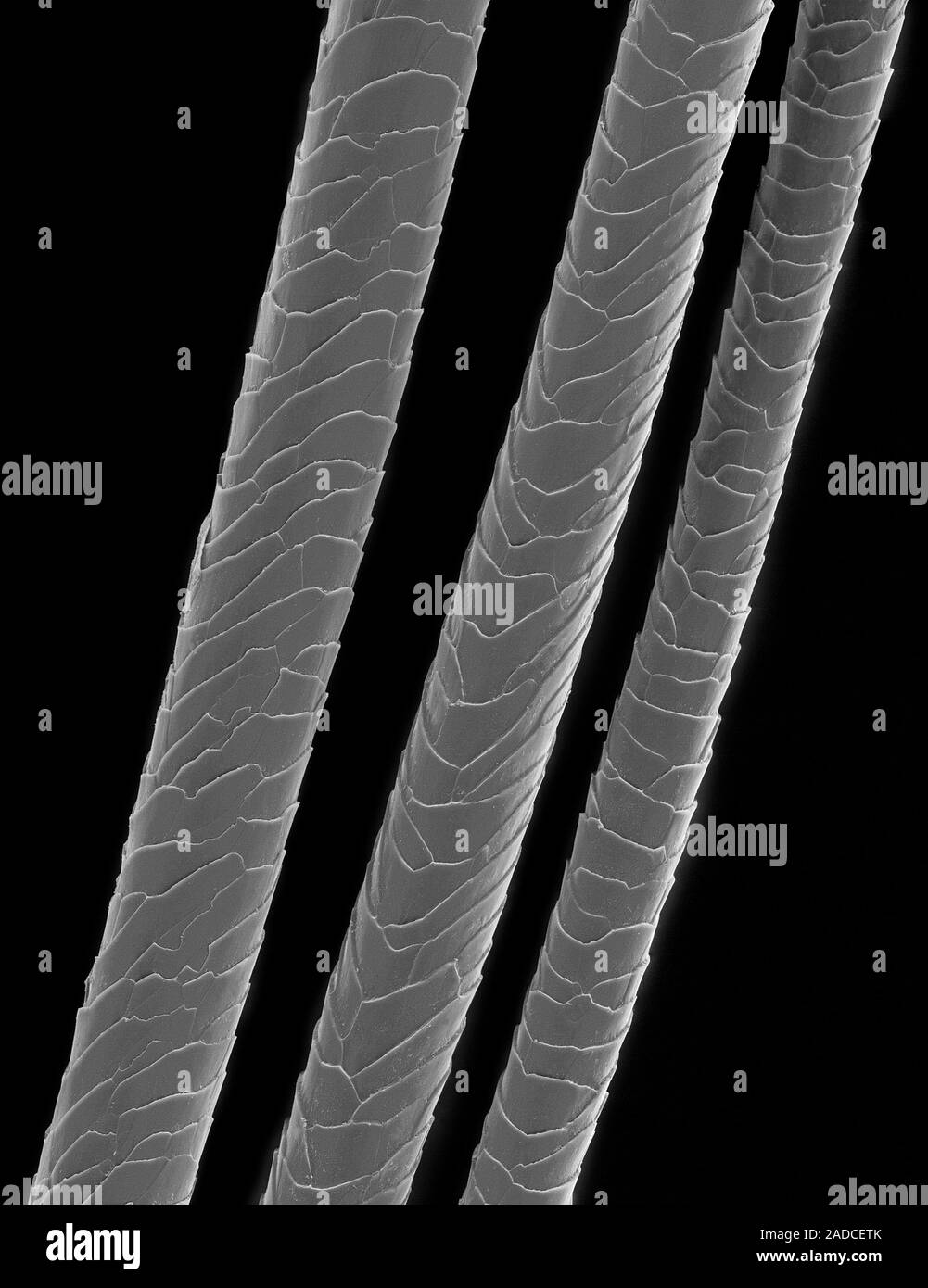 Scanning electron micrograph (SEM) Cow (cattle) hair (Bos sp.). The cow ...