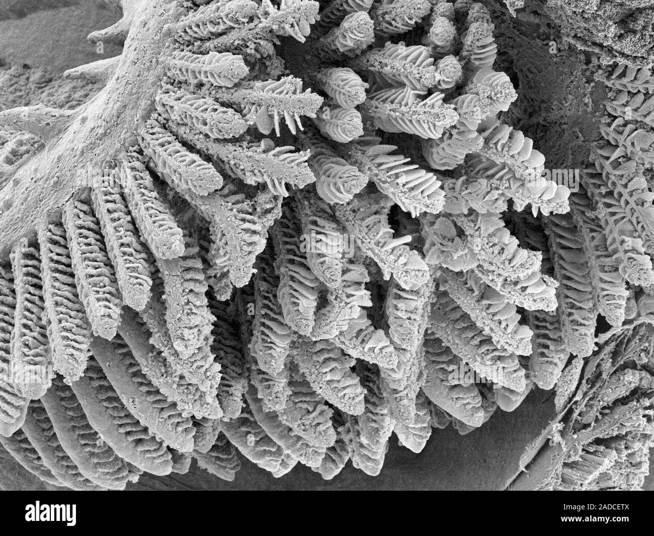 Scanning electron micrograph (SEM) fresh water convict cichlid ...