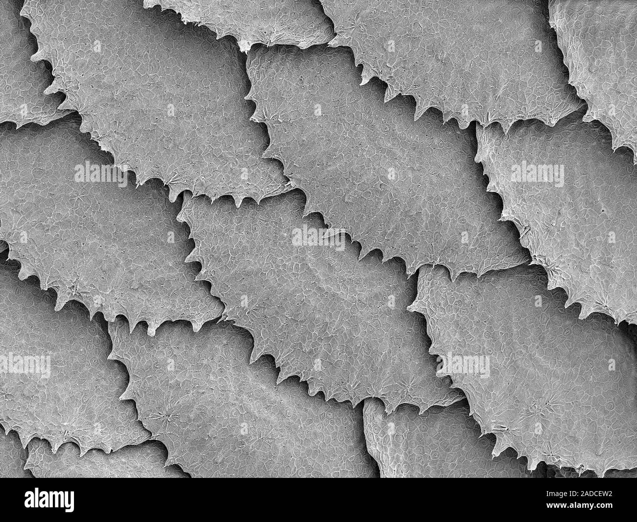 Scanning electron micrograph (SEM) convict cichlid fish scales and skin ...