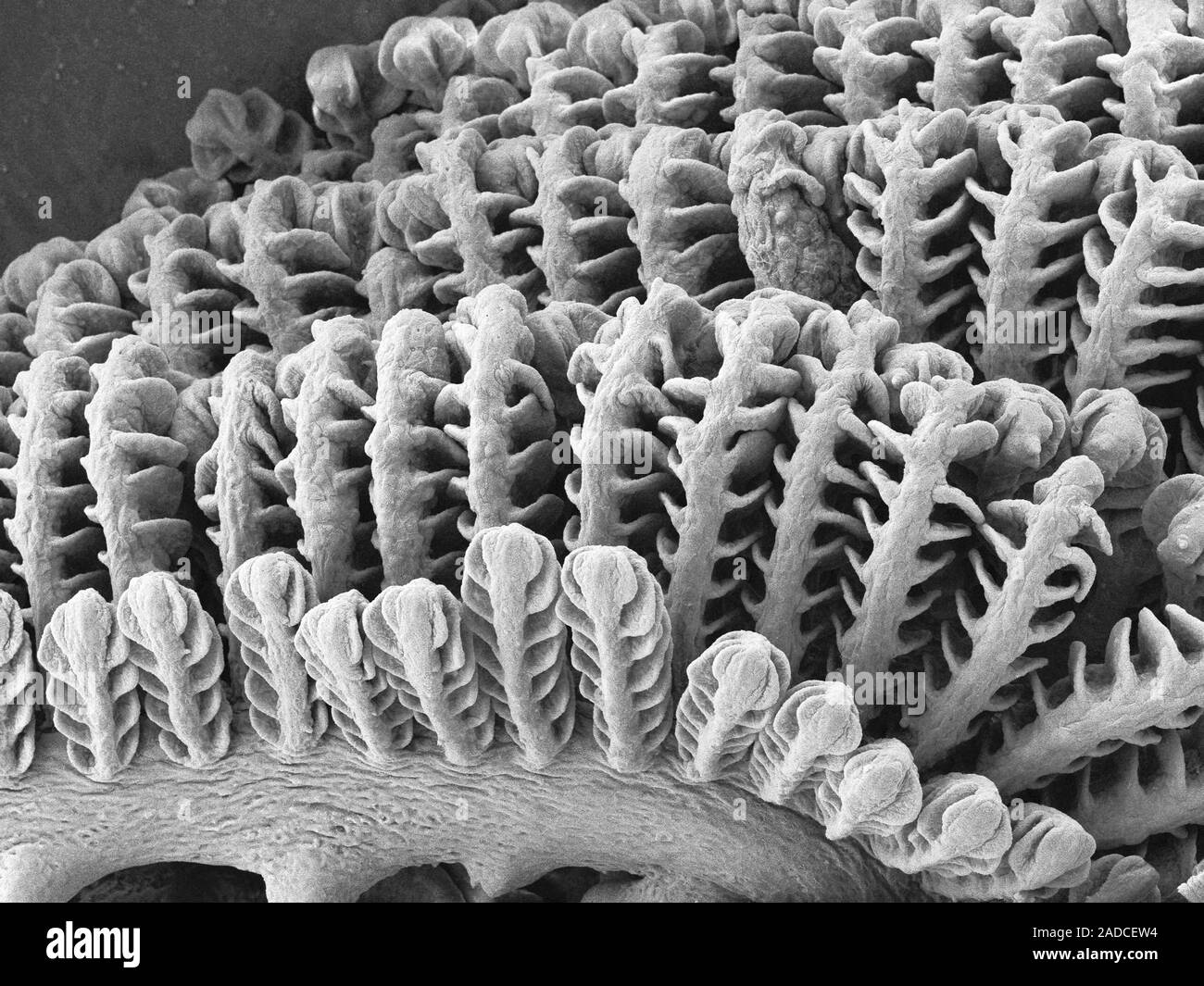 Scanning electron micrograph (SEM) Fresh water goby (Awaous guamensis ...