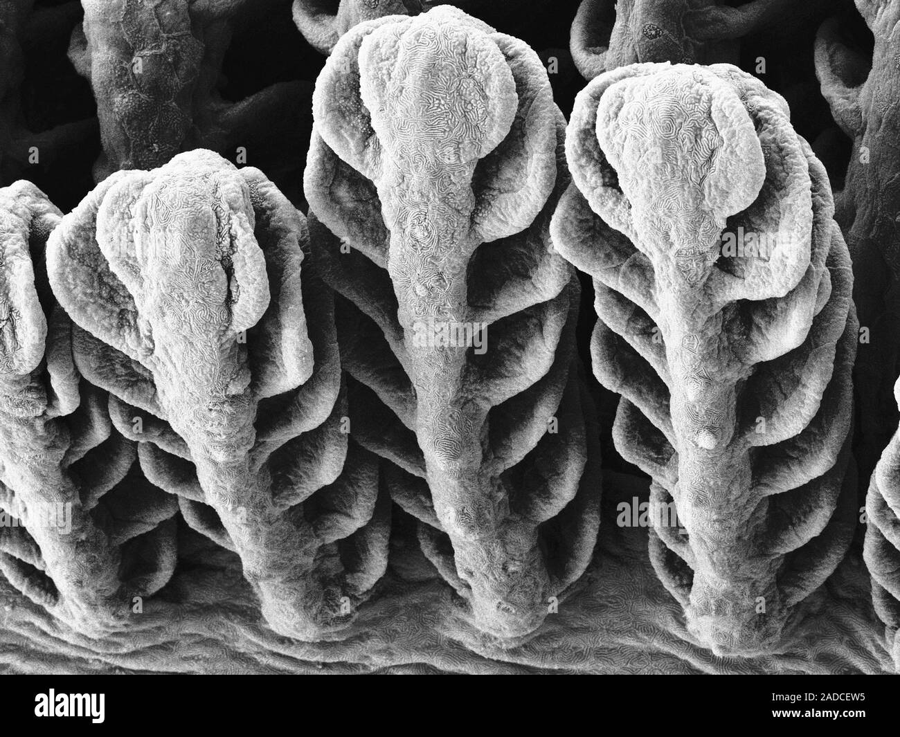 Scanning electron micrograph (SEM) Fresh water goby (Awaous guamensis ...