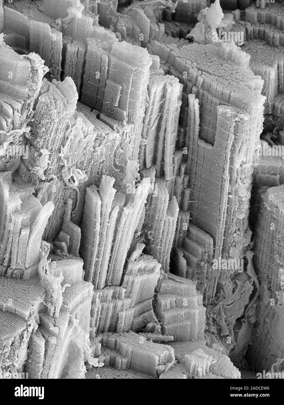 Scanning electron micrograph (SEM) Goby fish skeletal muscle (Awaous guamensis). Skeletal muscle ...