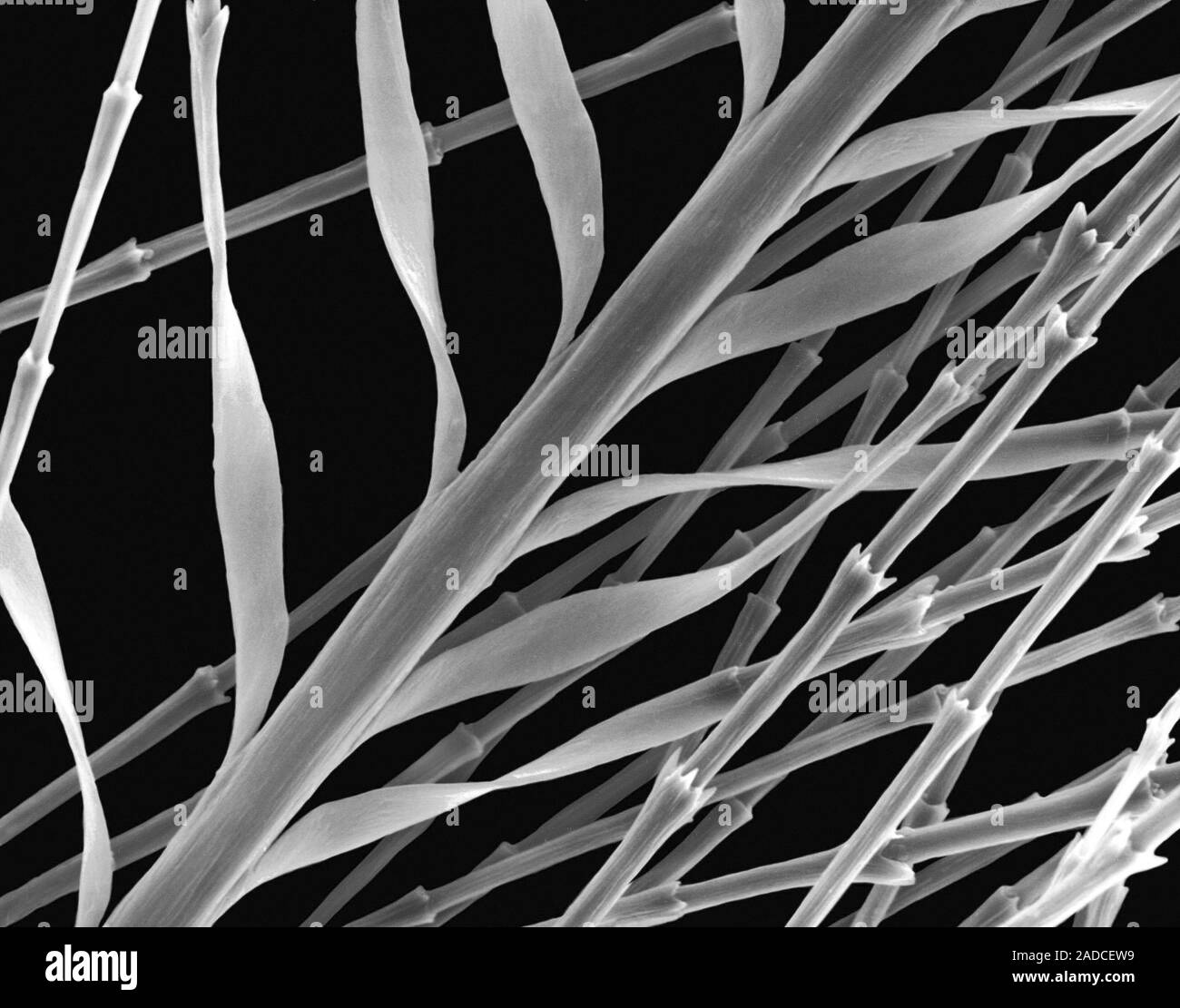 Scanning electron micrograph (SEM) Goose down feather, shaft, barb ...