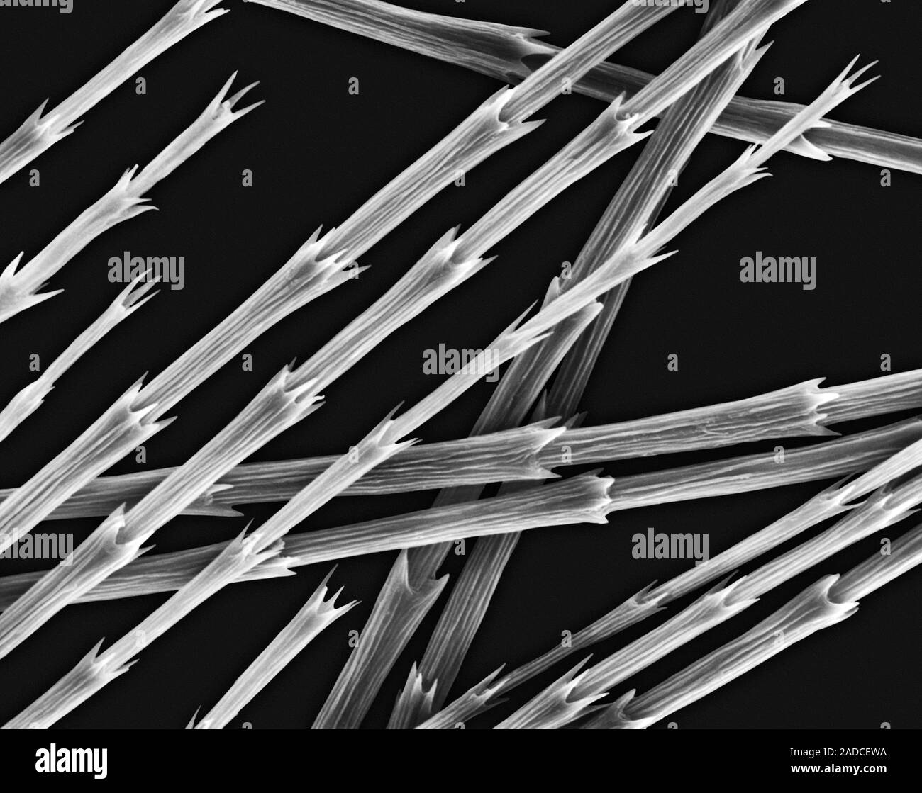 Scanning electron micrograph (SEM) Goose down feather barbules and ...