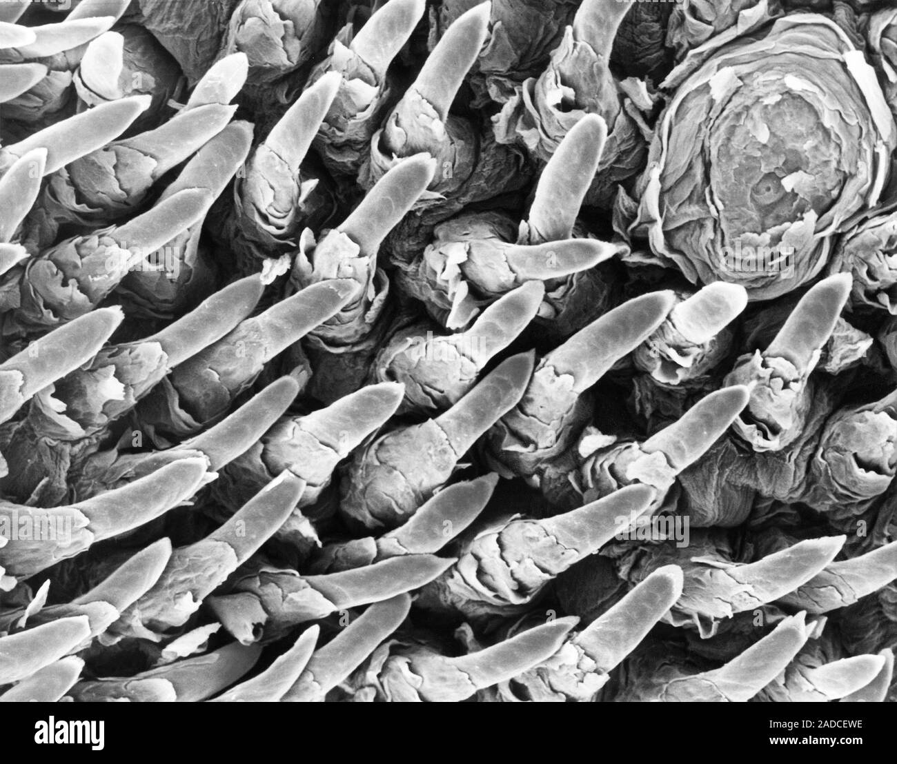 Scanning electron micrograph (SEM) Mammal tongue filiform papillae and ...