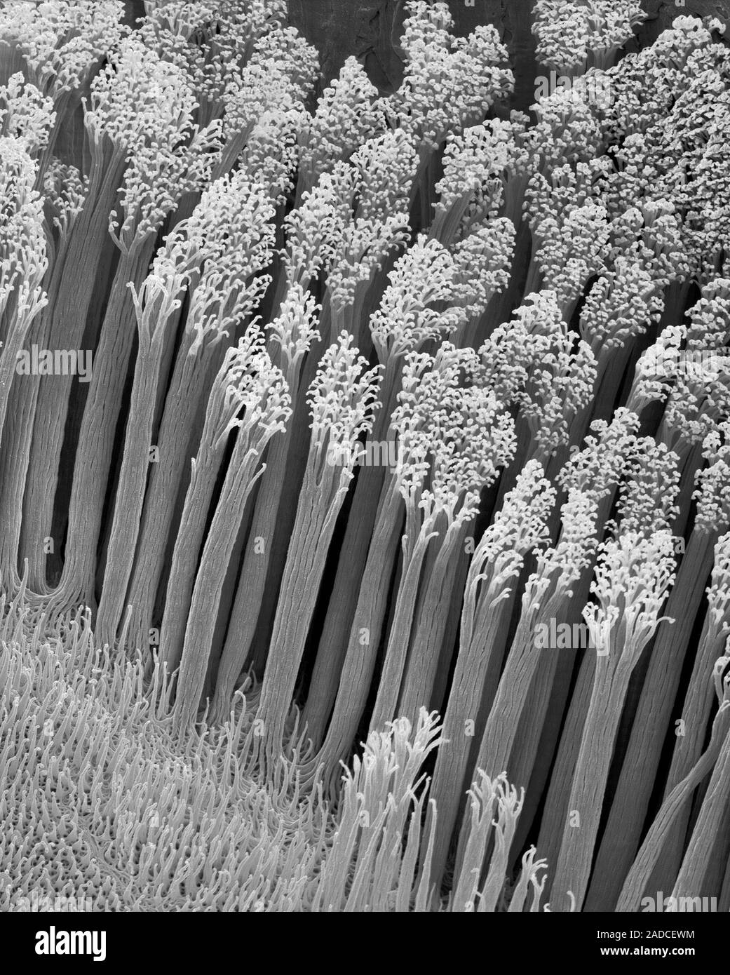 Scanning electron micrograph (SEM) gecko (lizard) foot hairs ...