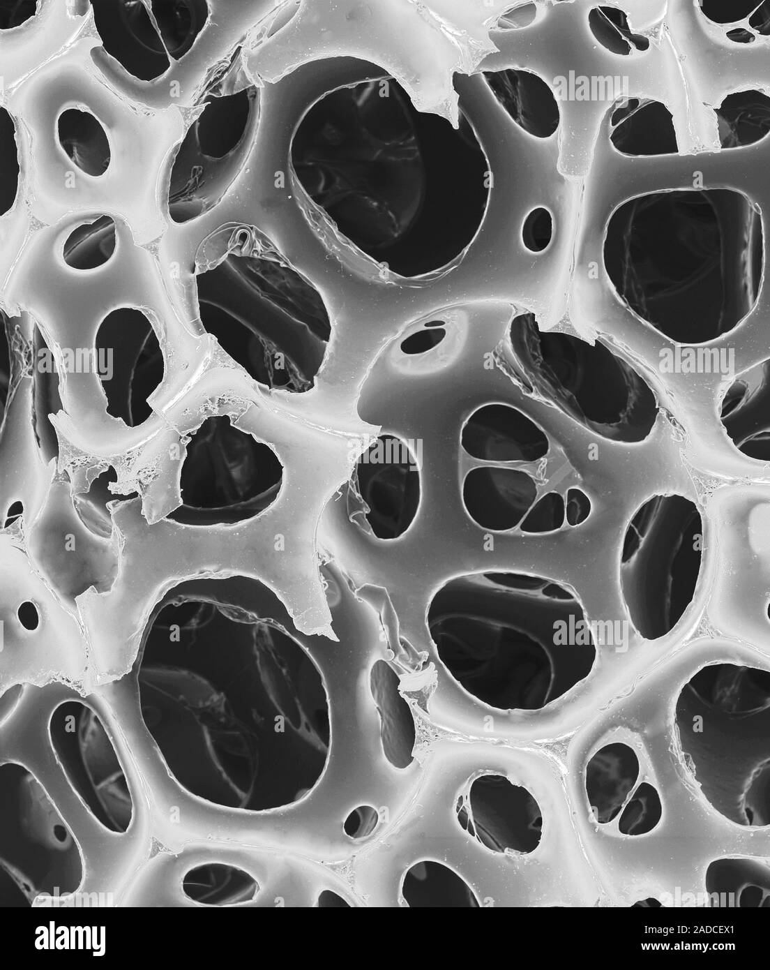 Scanning electron micrograph (SEM) of Memory foam (open cell foam ... Scanning electron micrograph (SEM) of Memory foam (open cell foam ...