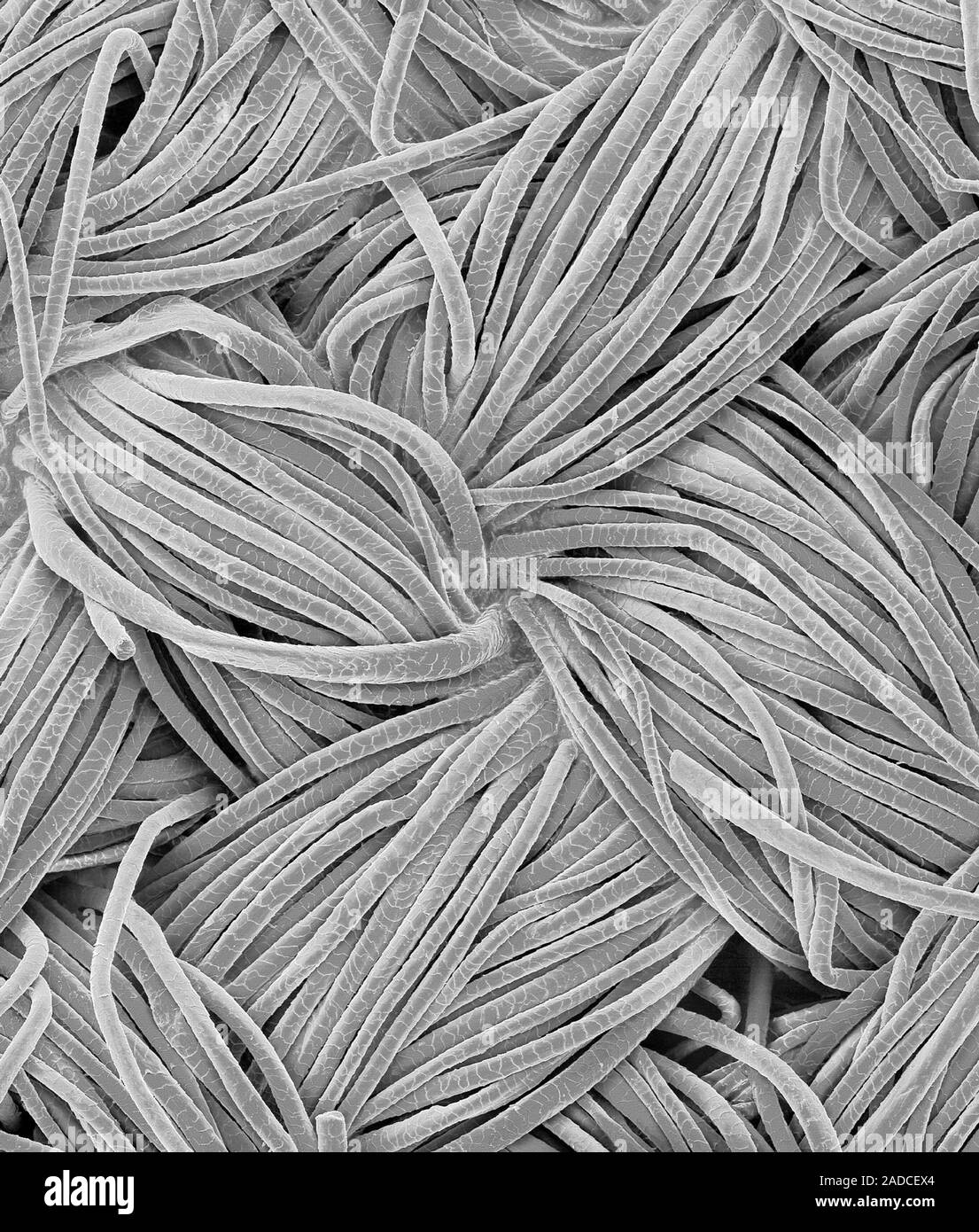 Scanning electron micrograph (SEM) of Woven wool fabric (herringbone ...