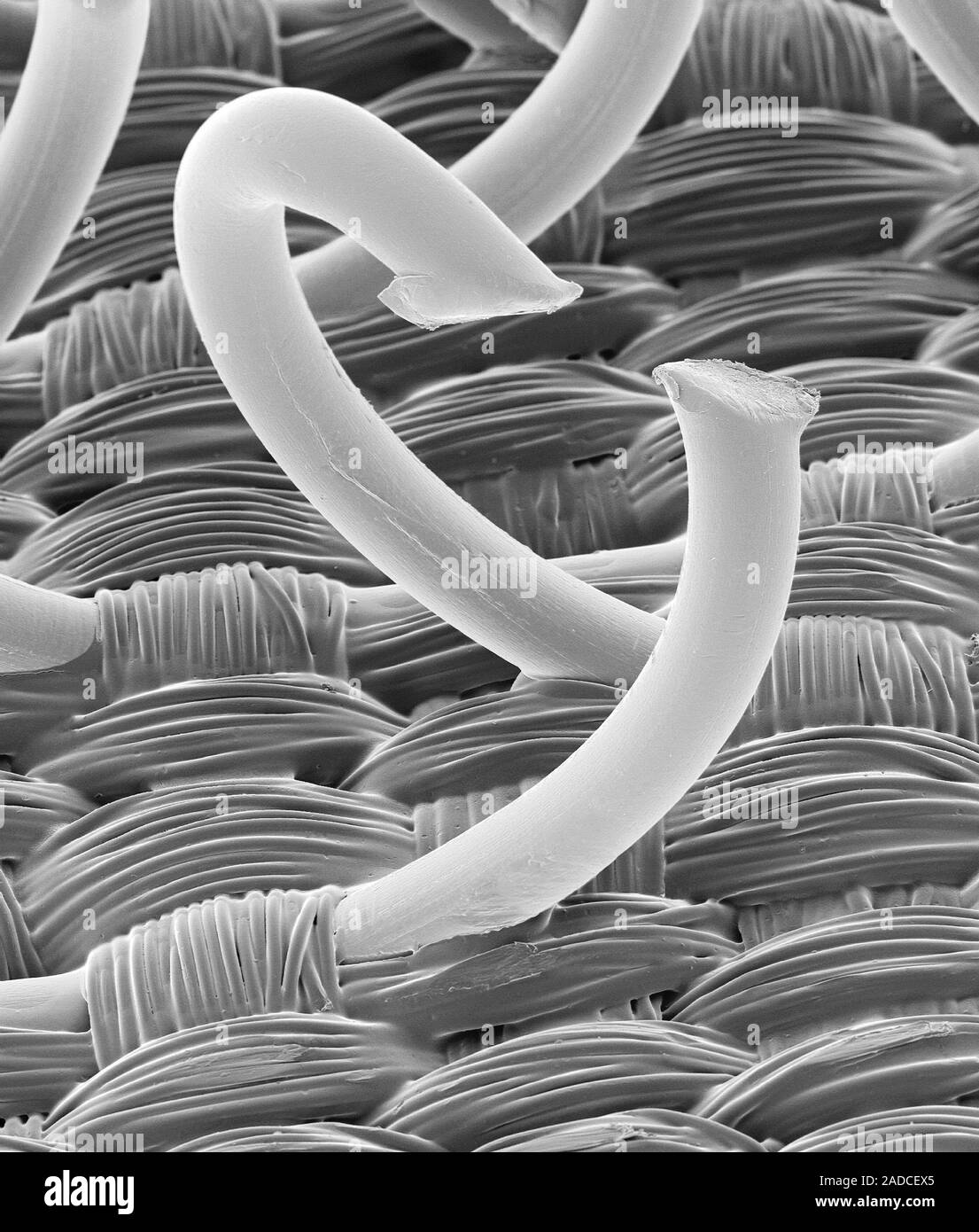 Scanning electron micrograph (SEM) of hooks from a hooks and loops ...