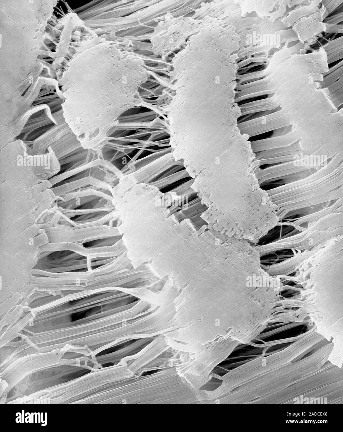 Scanning electron micrograph (SEM) of Teflon tape (plumber's tape ...
