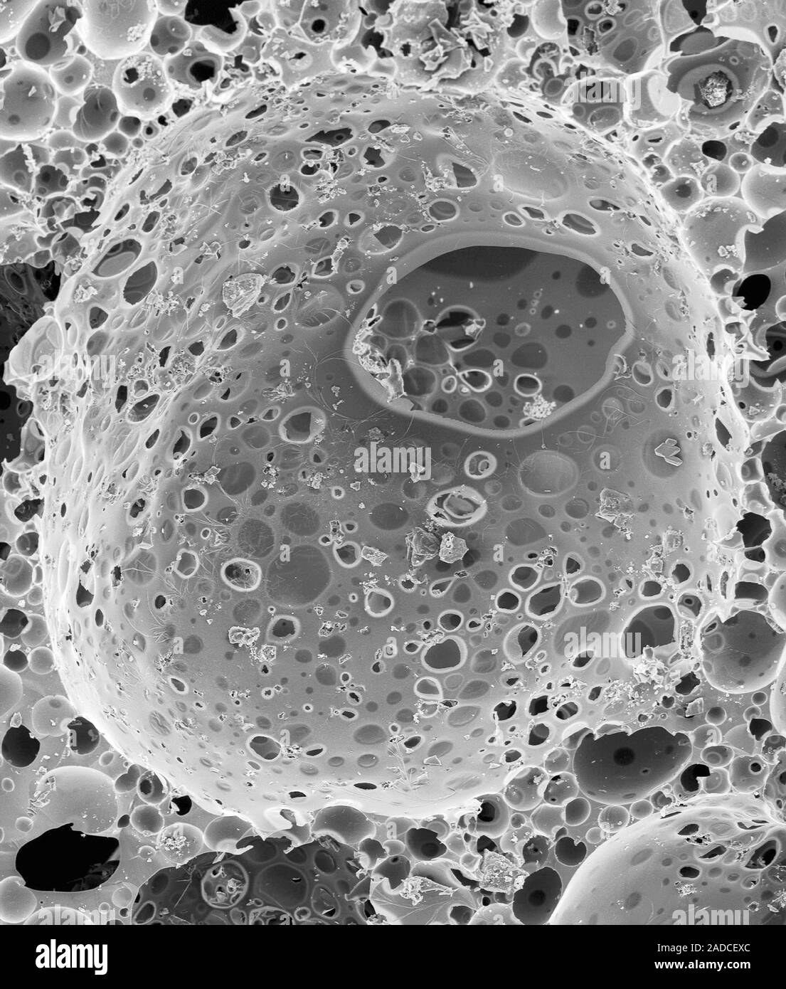 Scanning electron micrograph (SEM) of Silica (glass) pumice rock formed ...