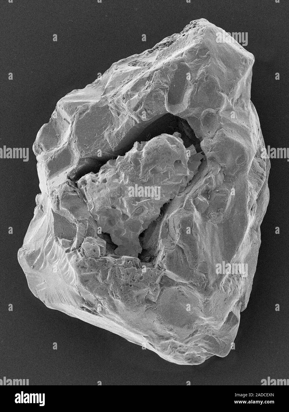 Scanning electron micrograph (SEM) of micrometeorite with coral sand in ...