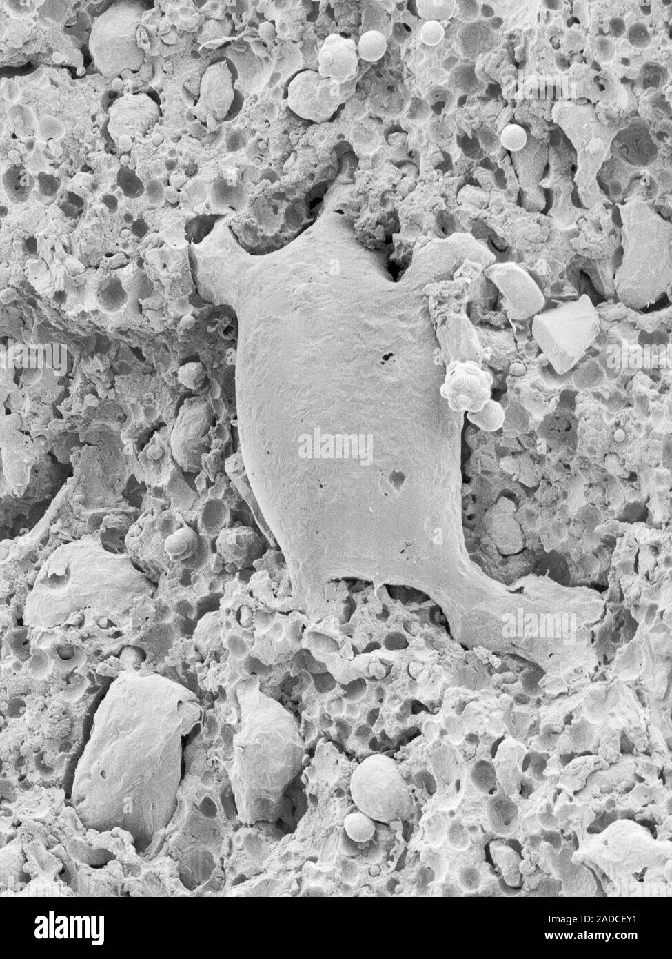 Scanning electron micrograph (SEM) of a fractured surface of a piece of ...