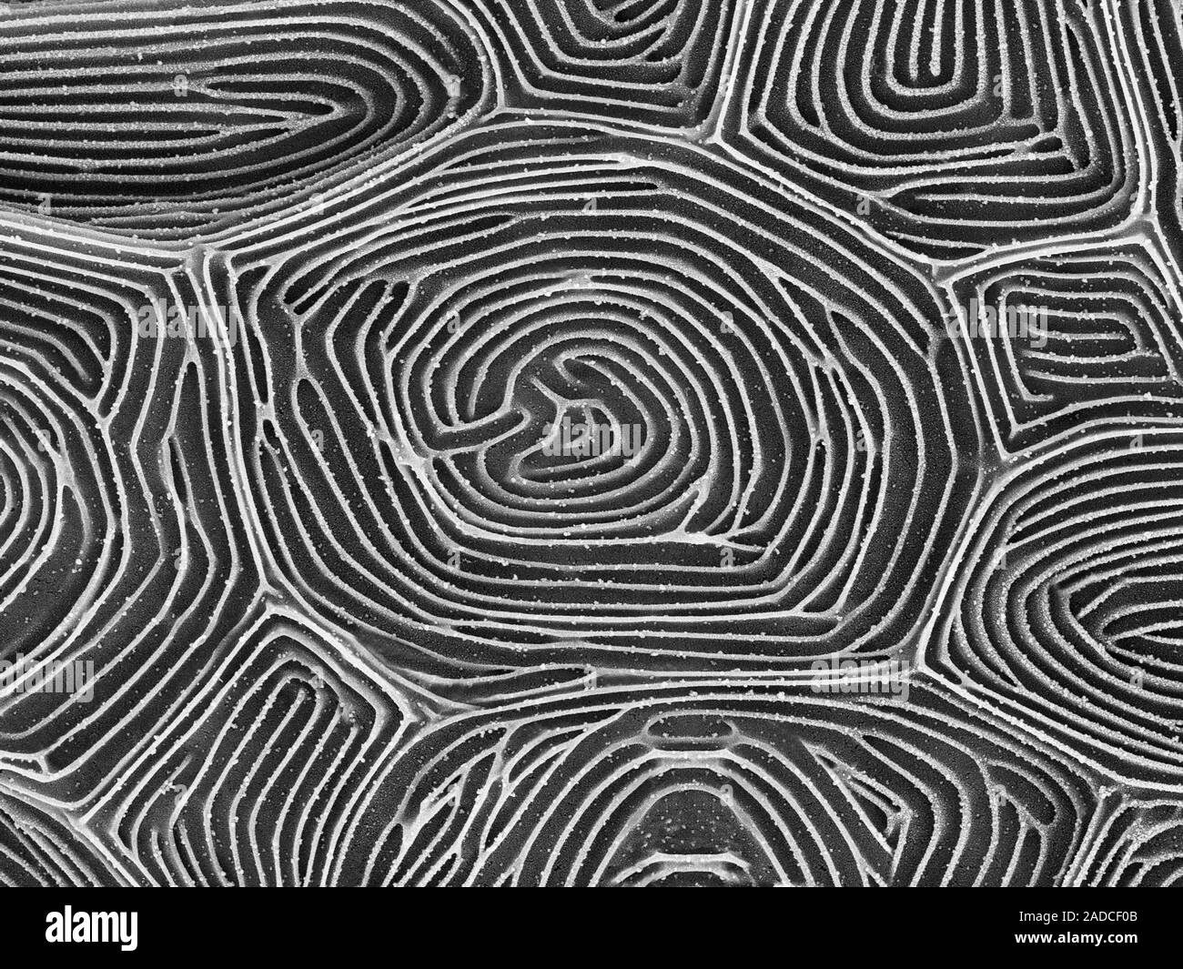 Scanning electron micrograph (SEM) of a convict cichlid fish ...