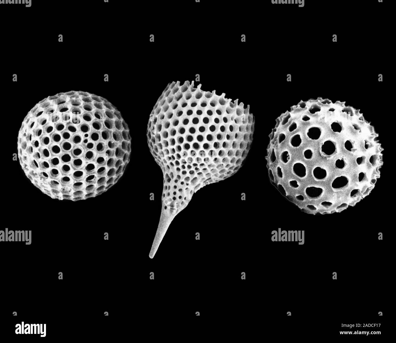 Radiolarian tests (salt water), scanning electron micrograph (SEM). The ...