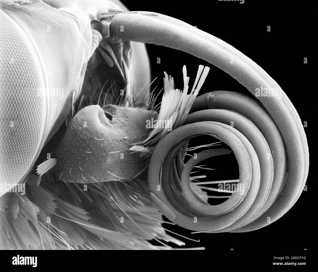 Scanning electron micrograph (SEM) of Woodland skipper butterfly ...