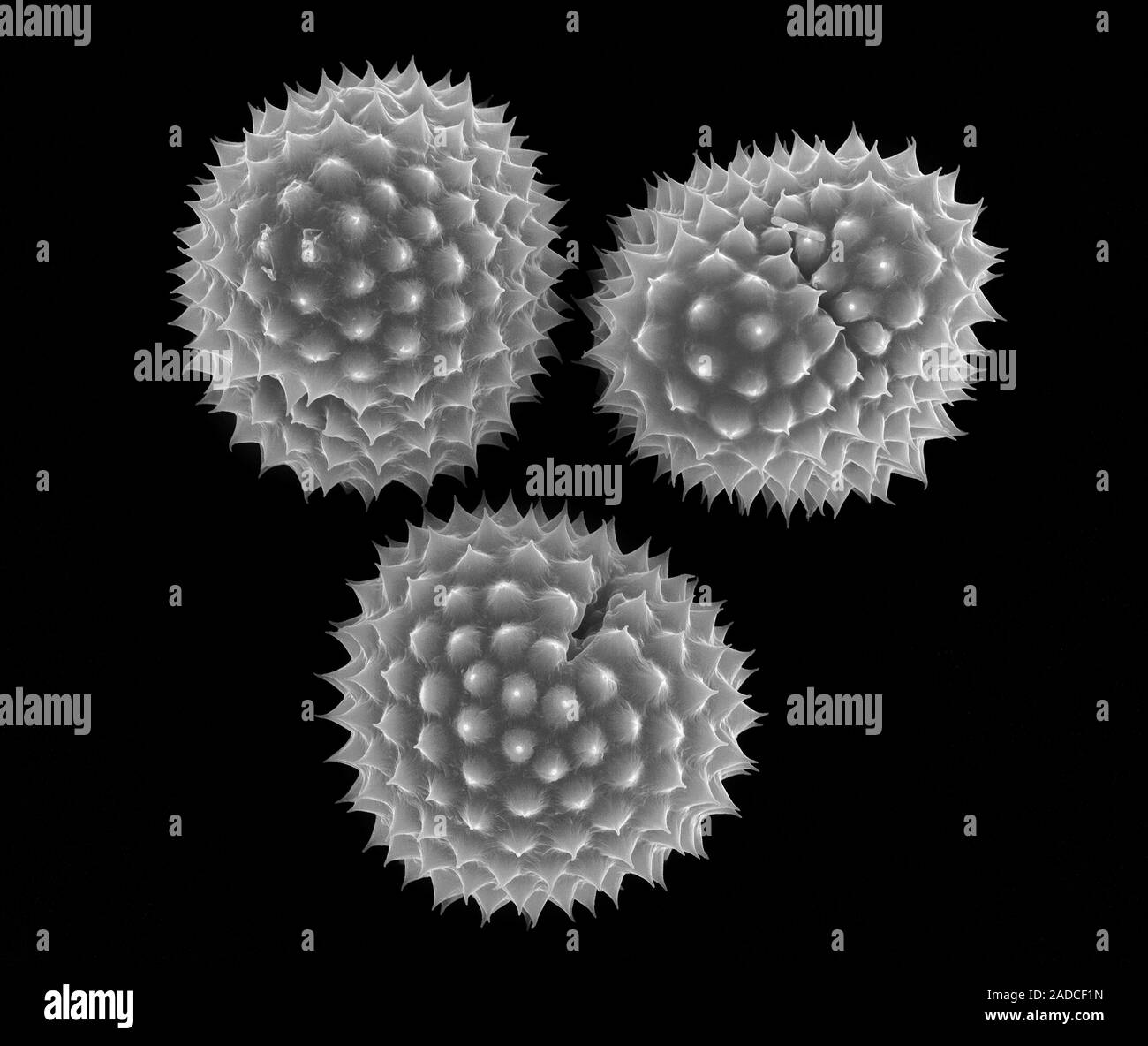 Ragweed (Ambrosia psilostachya) pollen, scanning electron micrograph ...
