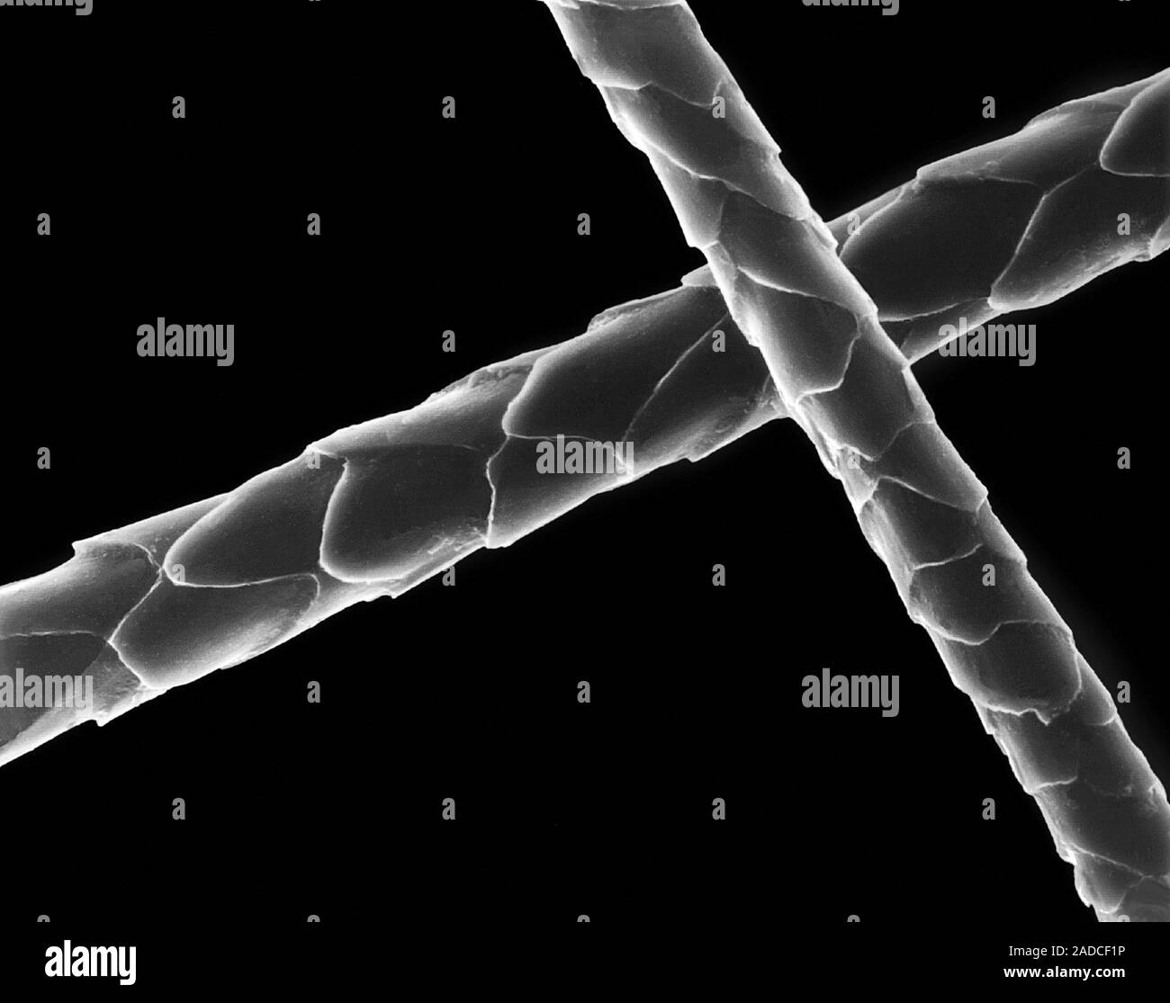 Scanning electron micrograph (SEM) Cat hair (Felis silvestris catus ...