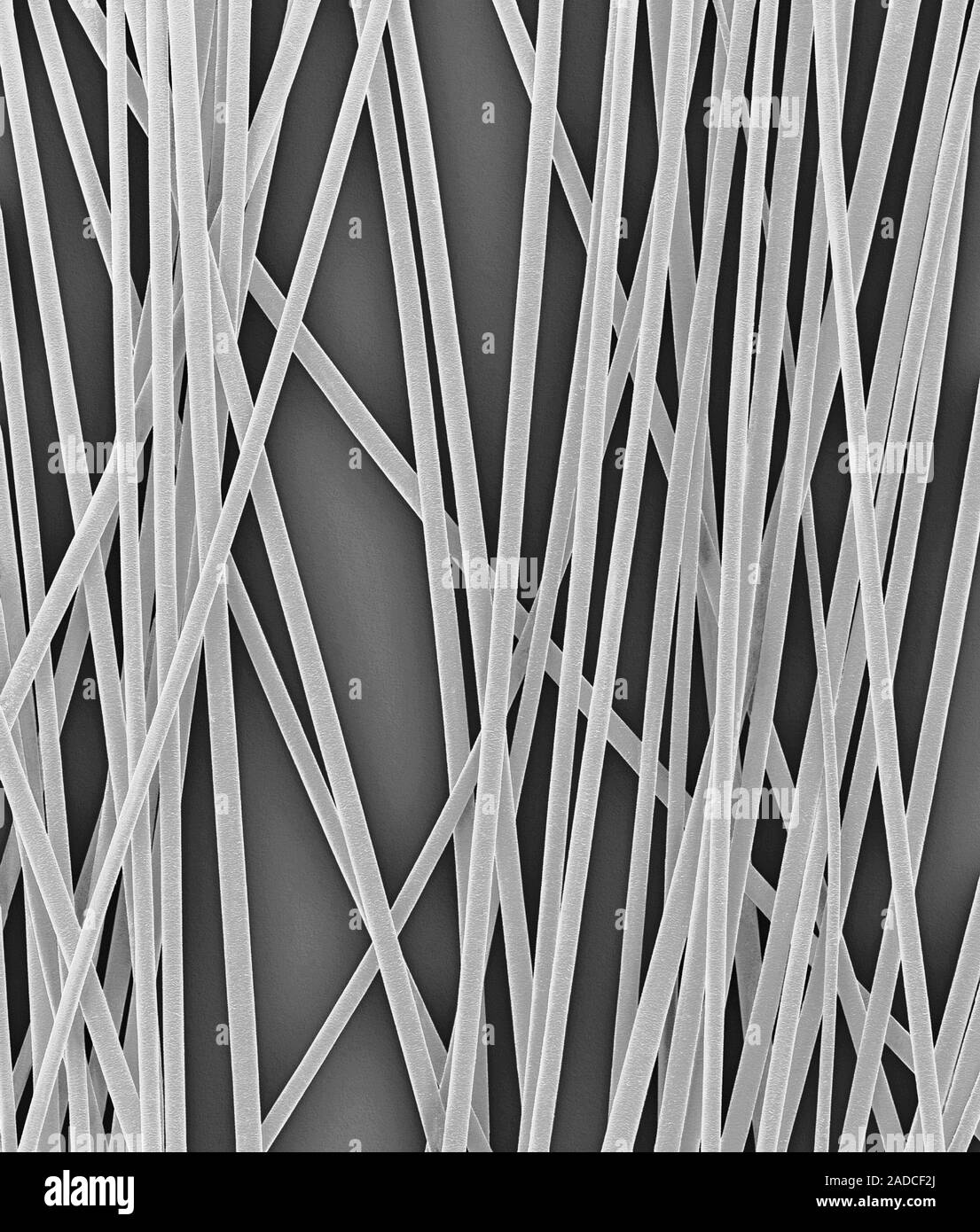 Human hair shafts from the head, scanning electron micrograph (SEM ...