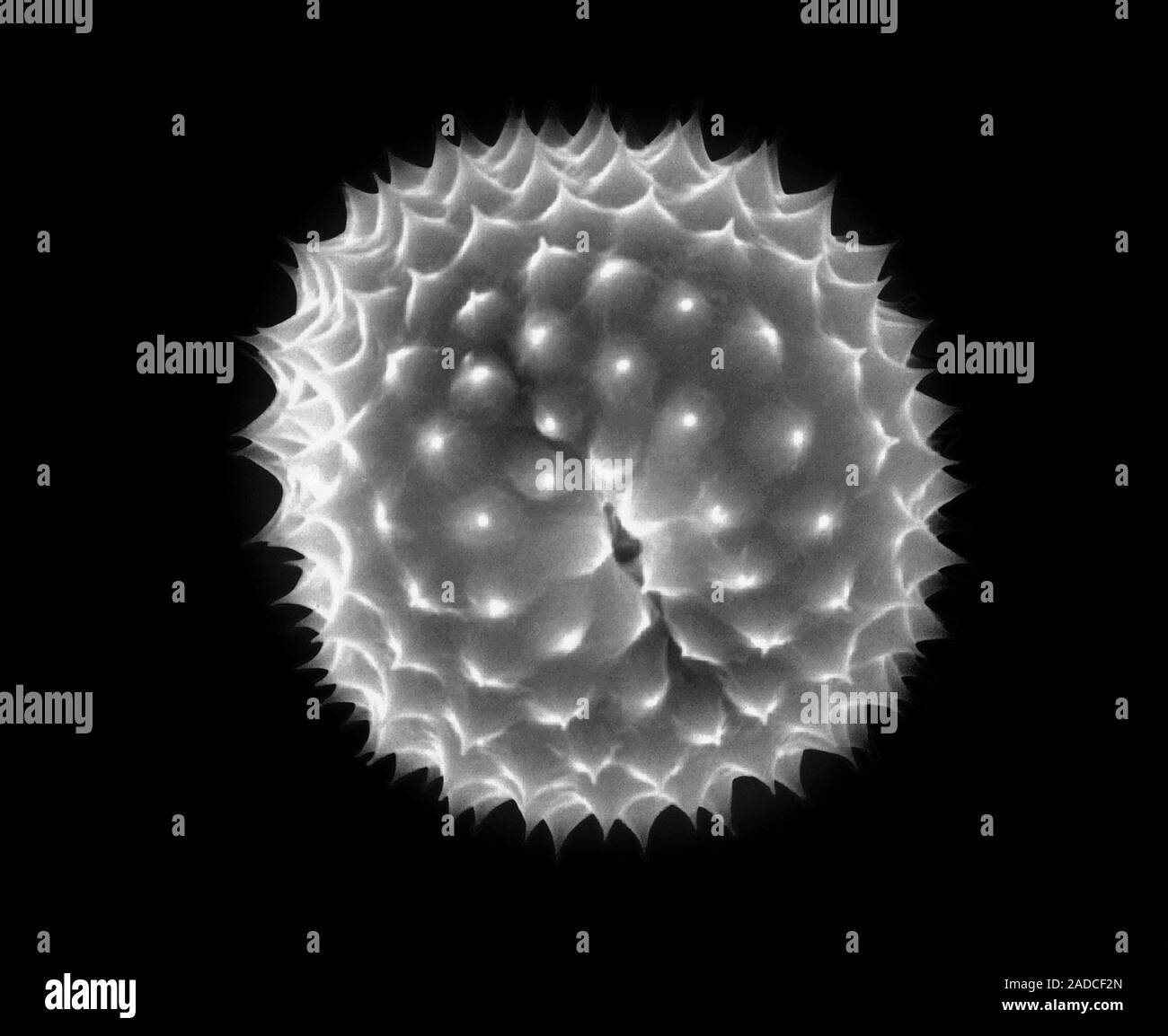 Ragweed pollen, Ambrosia psilostachya, scanning electron micrograph ...