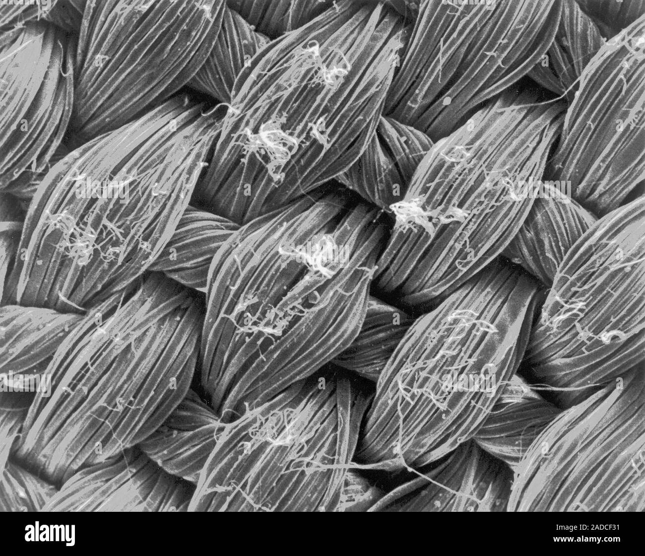 Scanning electron micrograph (SEM) of Woven silk fibres (Japanese ...