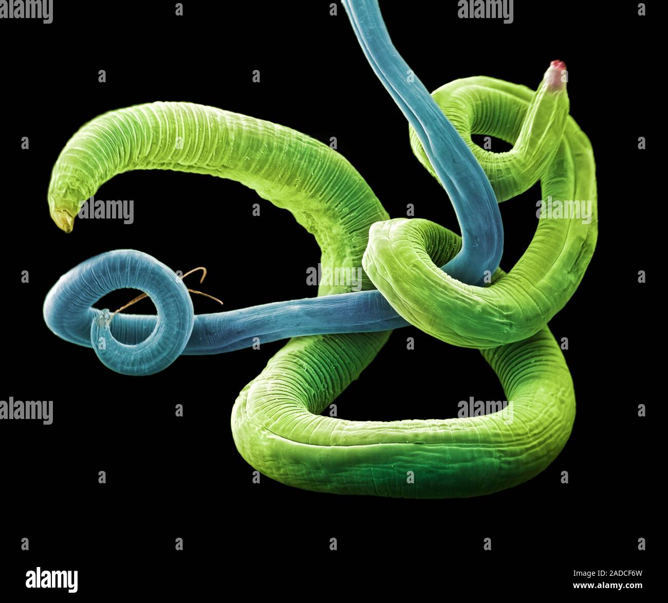 Coloured scanning electron micrograph (SEM) of a female and male ...