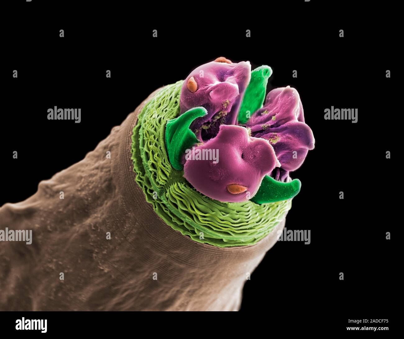 Coloured scanning electron micrograph (SEM) of a roundworm ...
