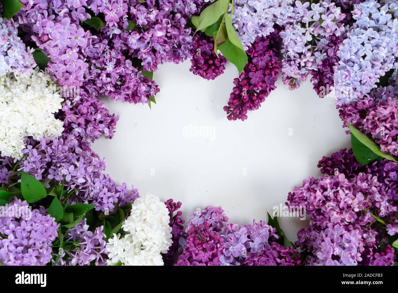 Fresh lilac flowers Stock Photo - Alamy