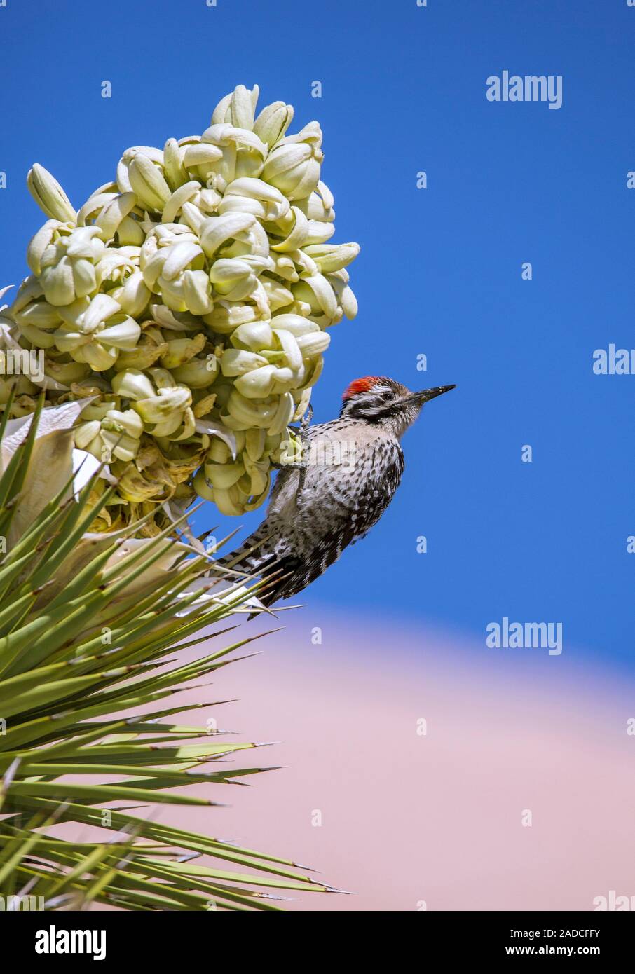 Ladder-backed woodpecker (Picoides scalaris) feeding on Joshua tree ...