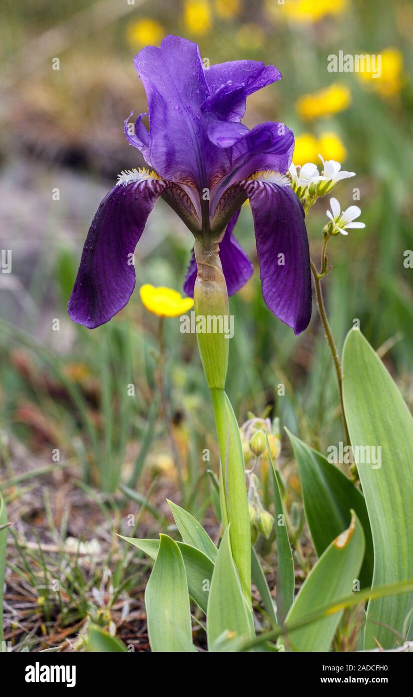 Garrigue iris (Iris lutescens lutescens) in flower. Photographed in the ...