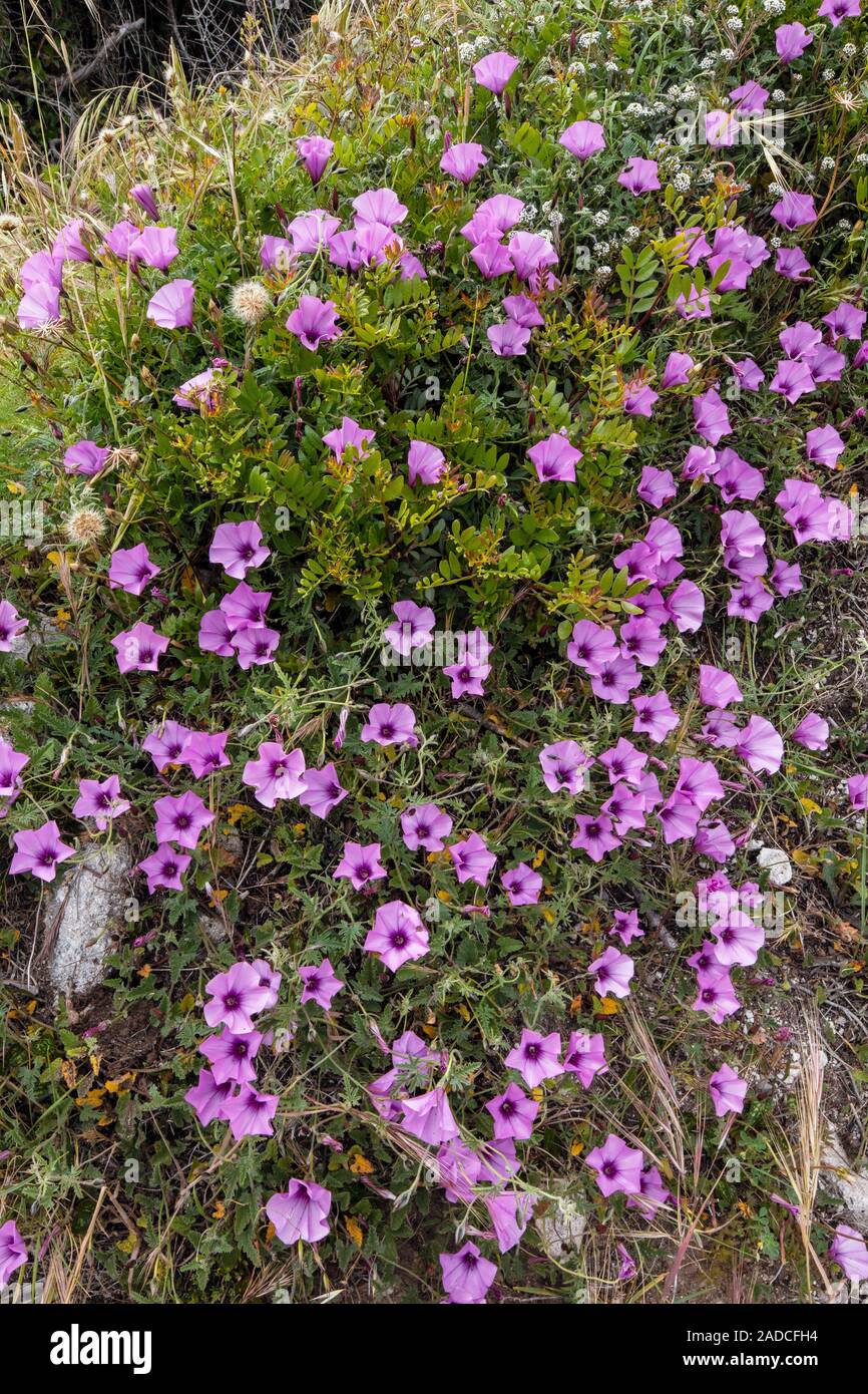 Mallow bindweed (Convolvulus althaeoides) in flower. Photographed in ...