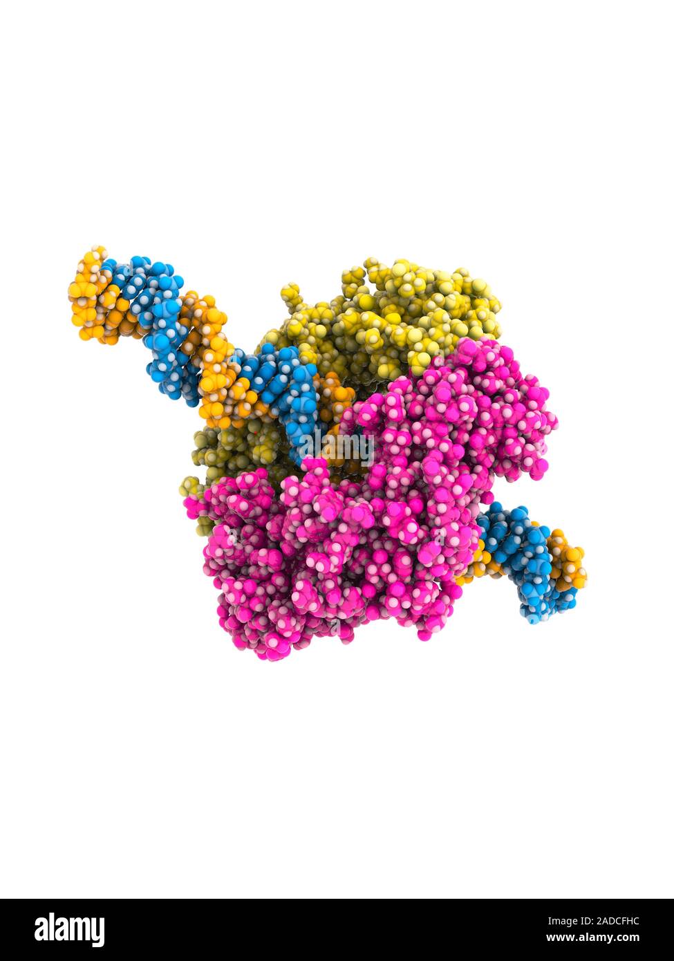 DNA bound to DNA clamp. Molecular model of the beta clamp polymerase ...