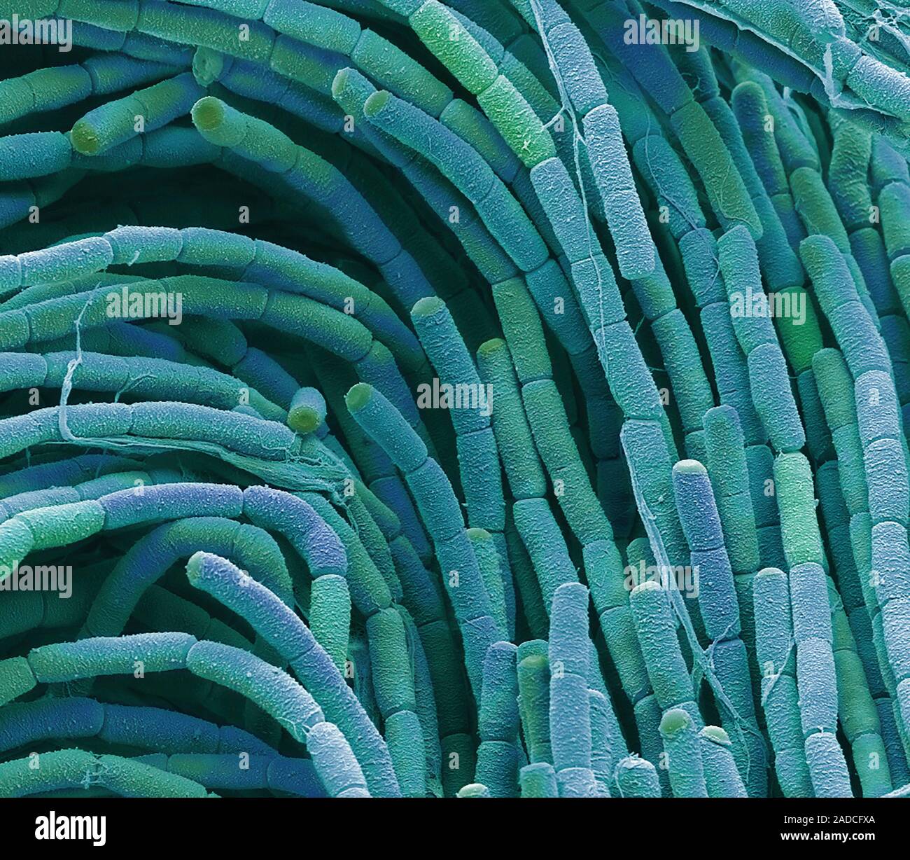 Compost bacteria, coloured scanning electron micrograph (SEM). In the ...
